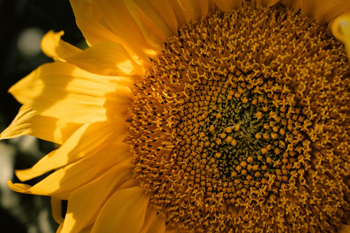 Sunflower Desktop Wallpaper Photos, Download The BEST Free Sunflower ...