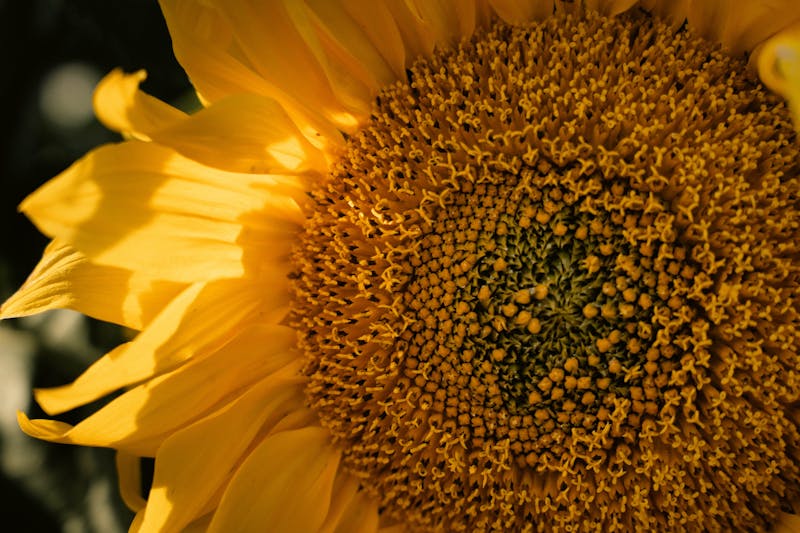 Sun Pictures Photos, Download The BEST Free Sun Pictures Stock Photos ...