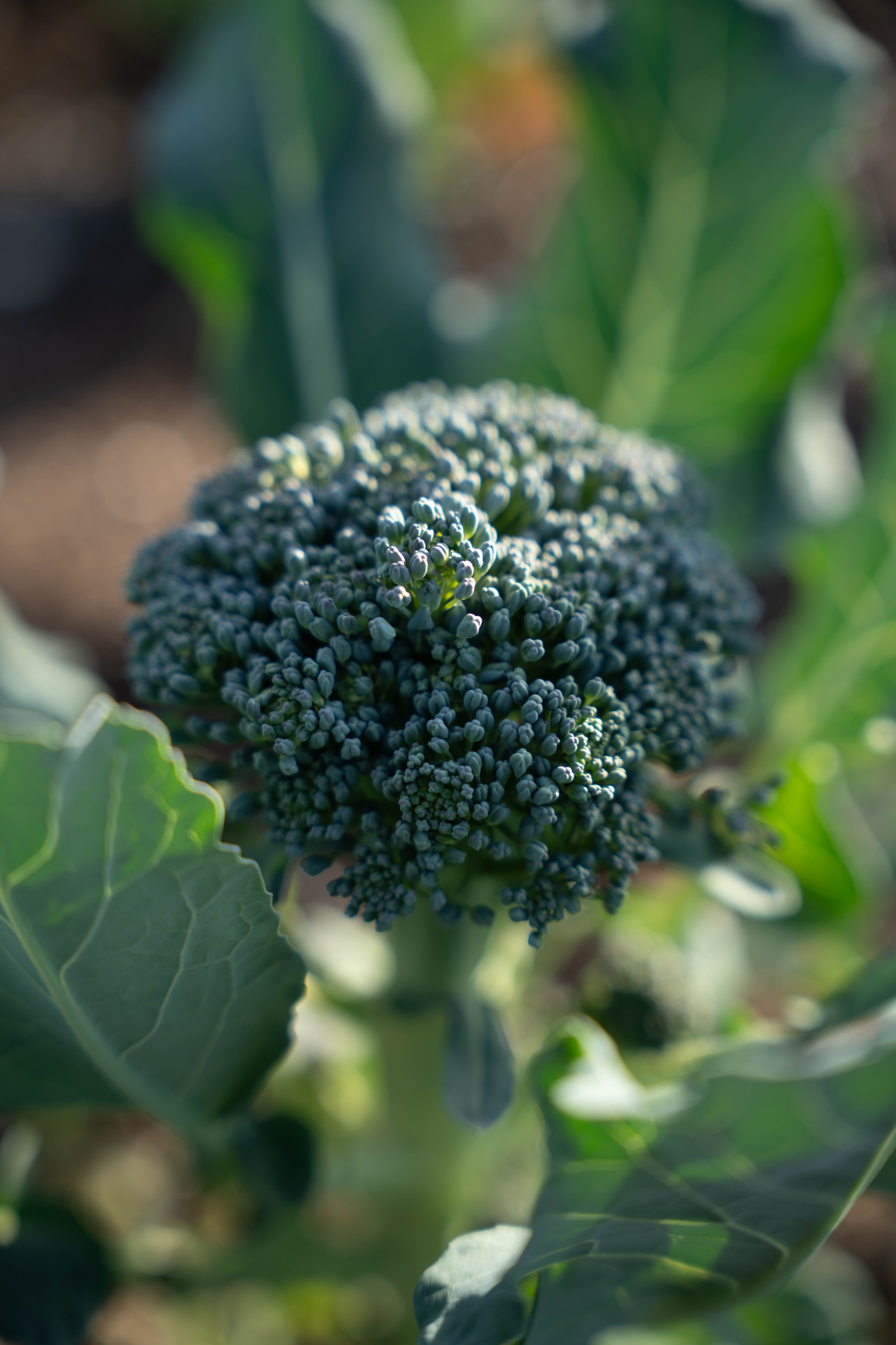 Primer Plano De Brócoli Fresco En Un Jardín Iluminado Por El Sol · Foto ...