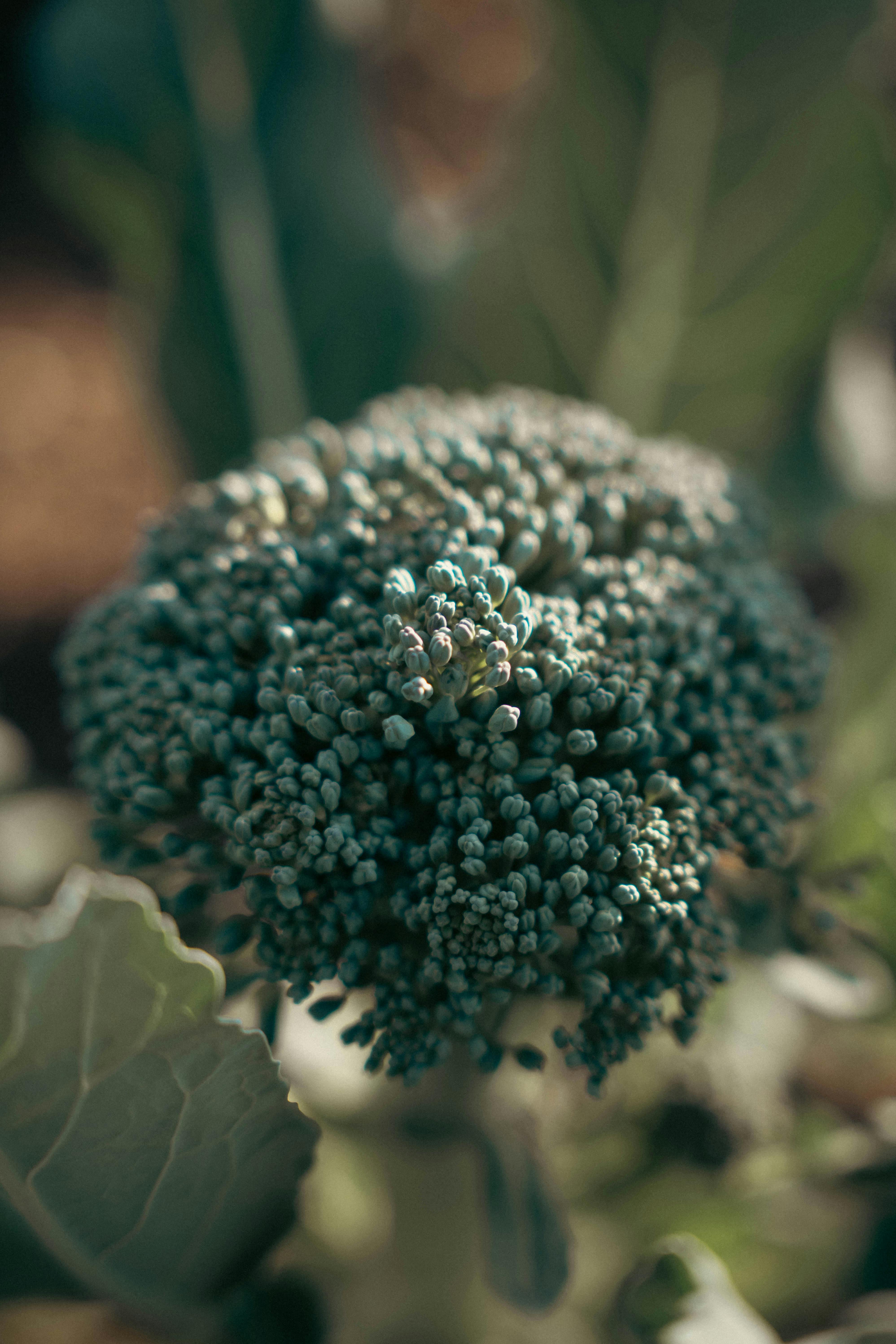Green Broccoli Vegetable on Brown Wooden Table · Free Stock Photo
