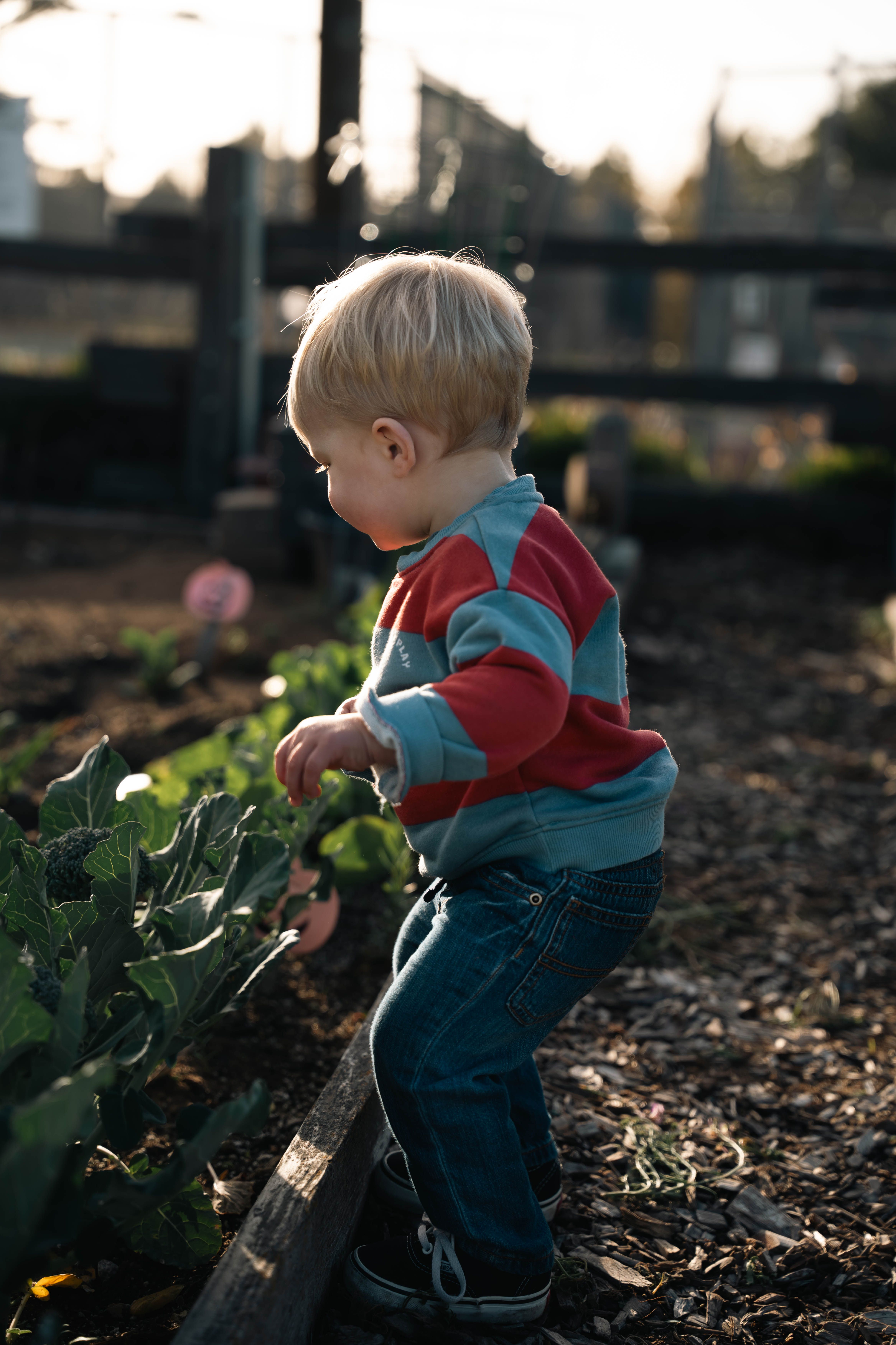 Toddler Exploring a Garden in Autumn Light · Free Stock Photo