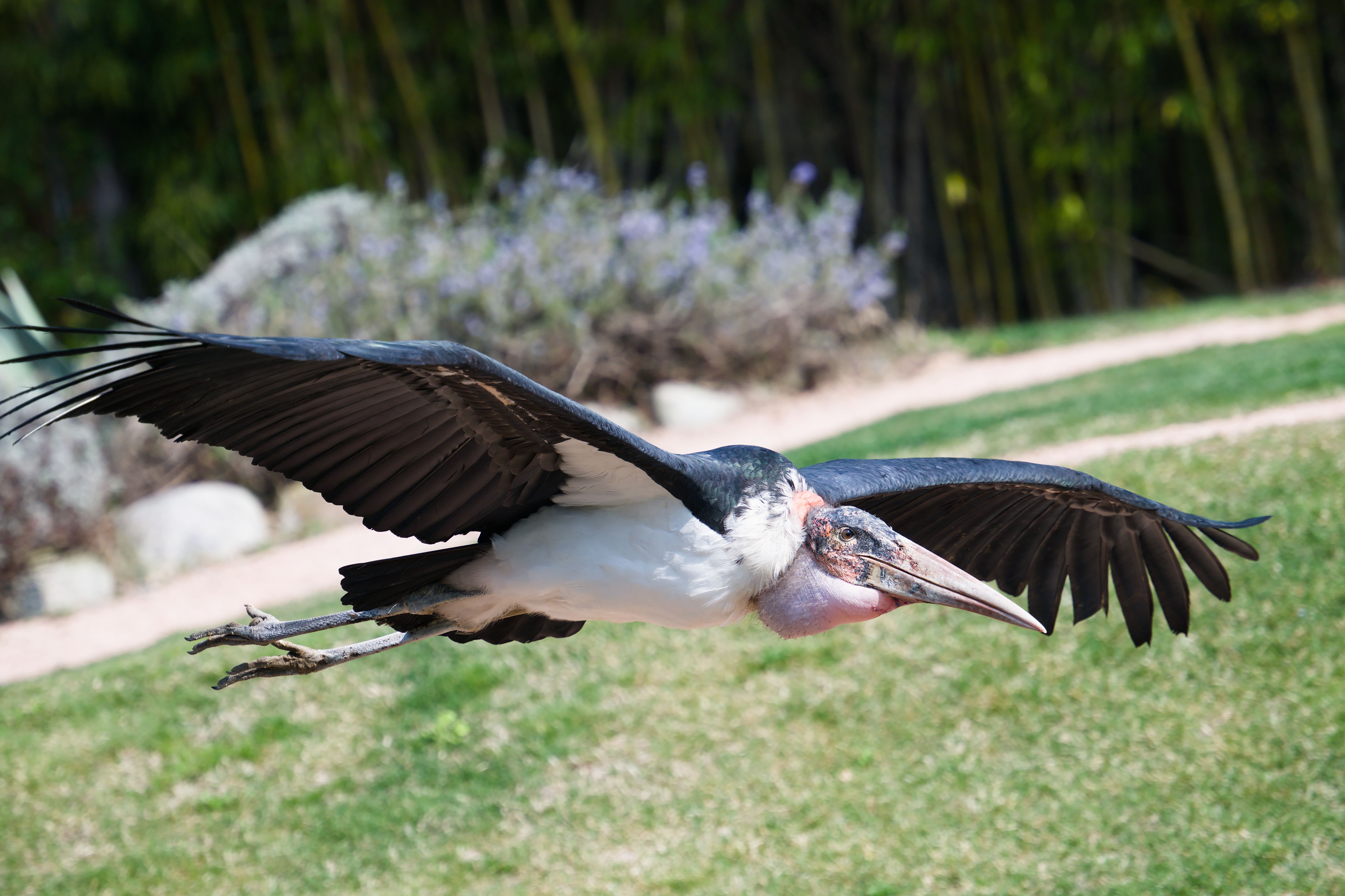 Graceful Flight of a Marabou Stork Outdoors · Free Stock Photo