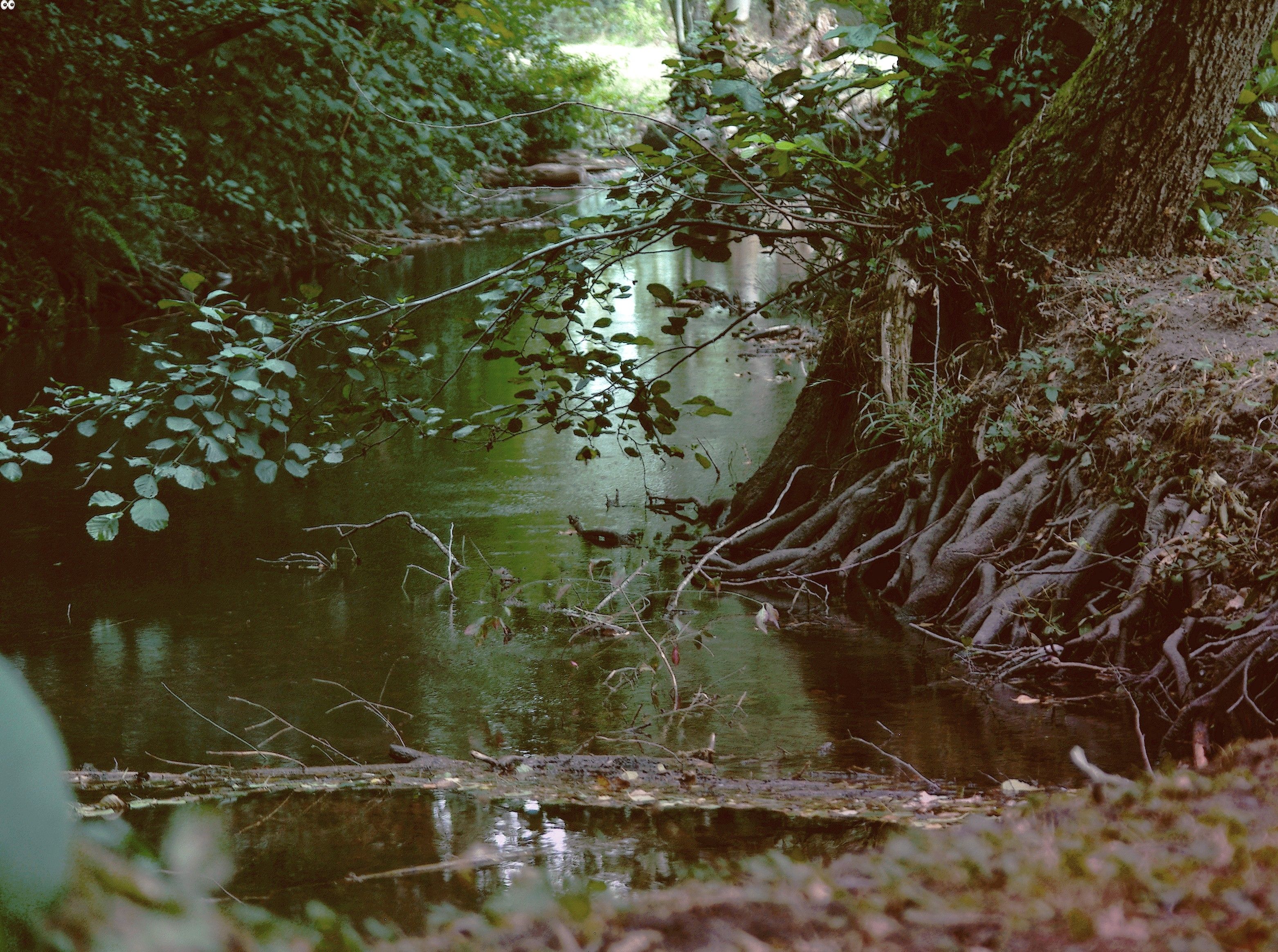 Tranquil Forest Stream with Exposed Tree Roots · Free Stock Photo