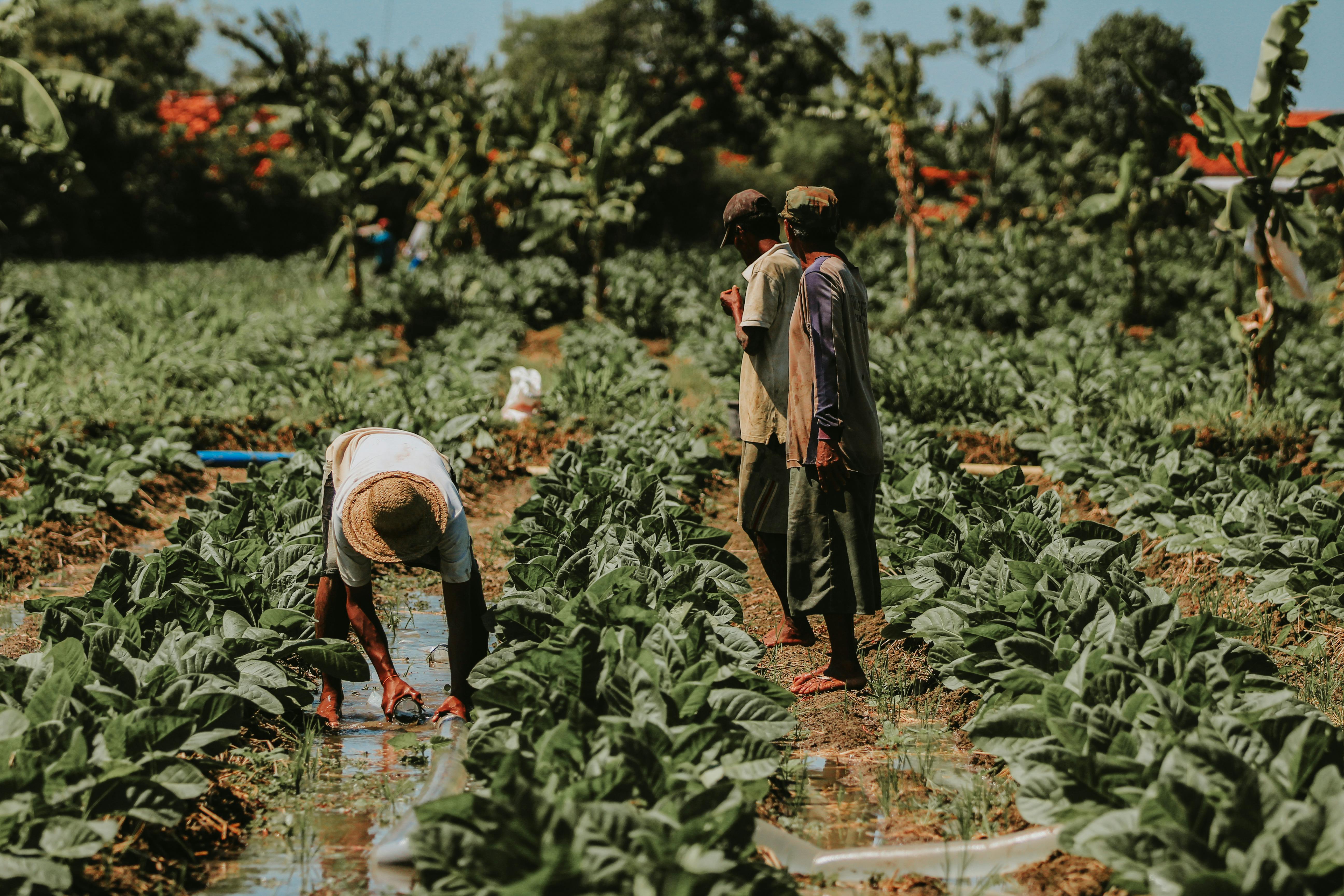 Traditional Farming in East Java, Indonesia · Free Stock Photo