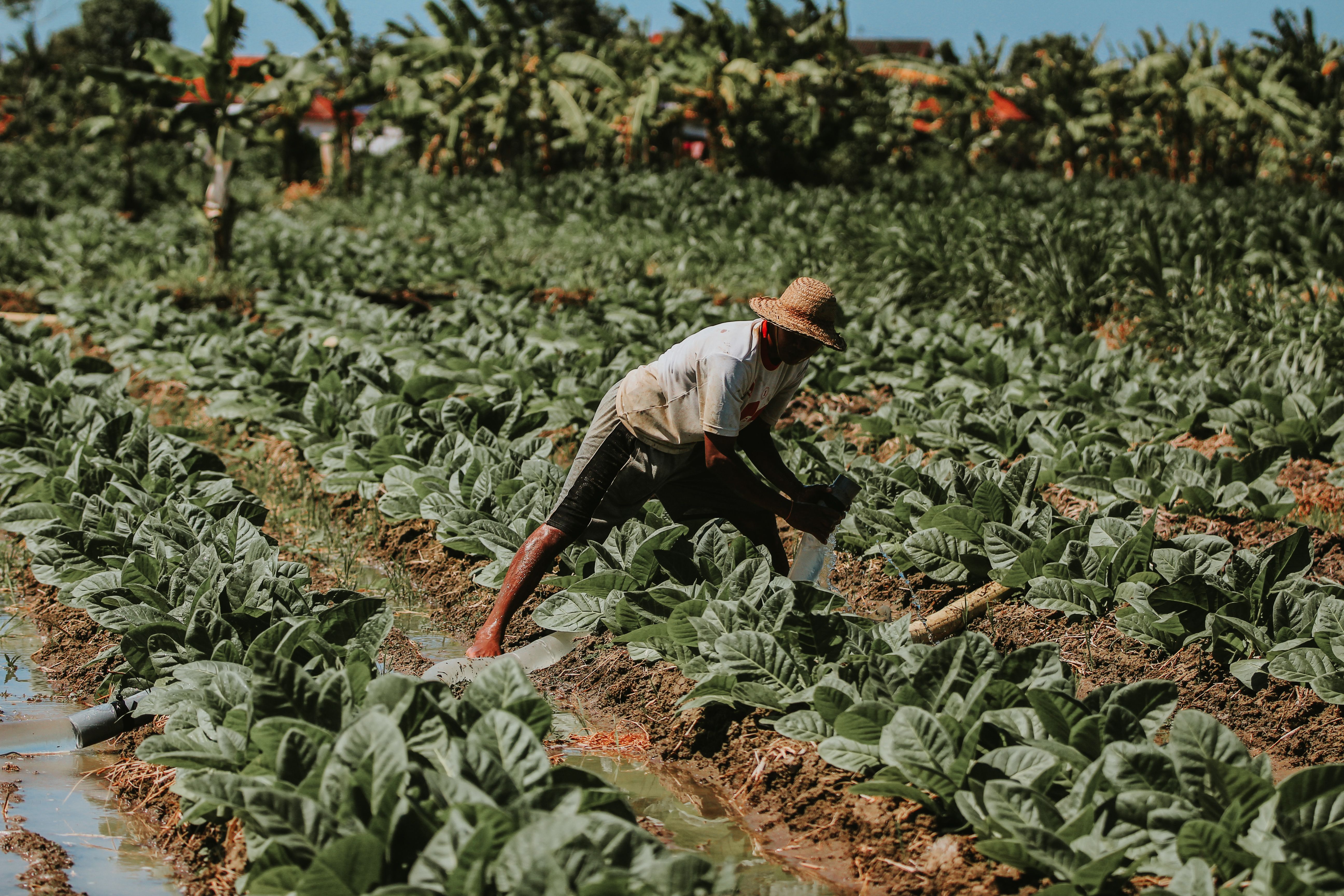 Biofortified Crops Photos, Download The BEST Free Biofortified Crops ...