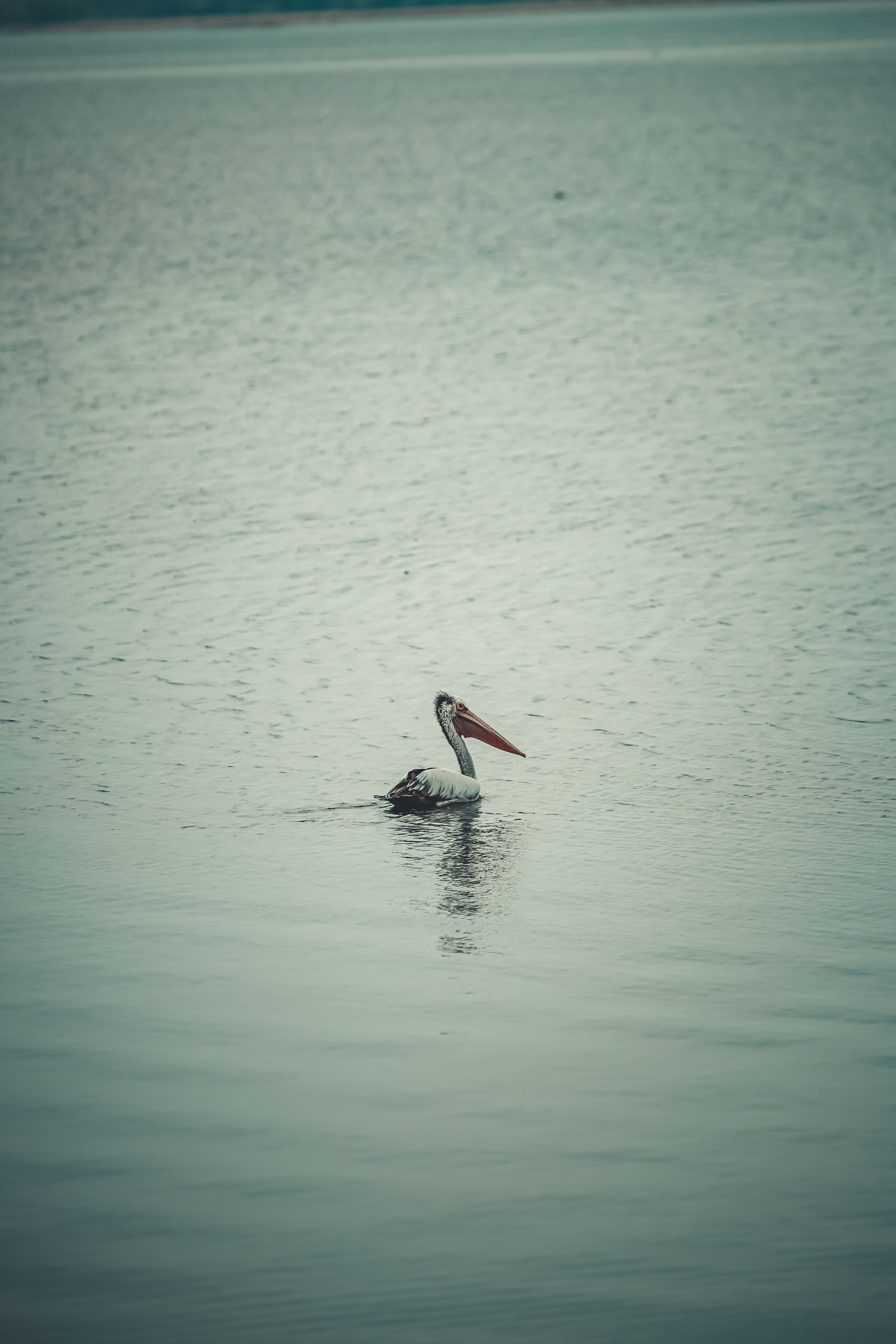 Lesandu Alokabandara - Photography