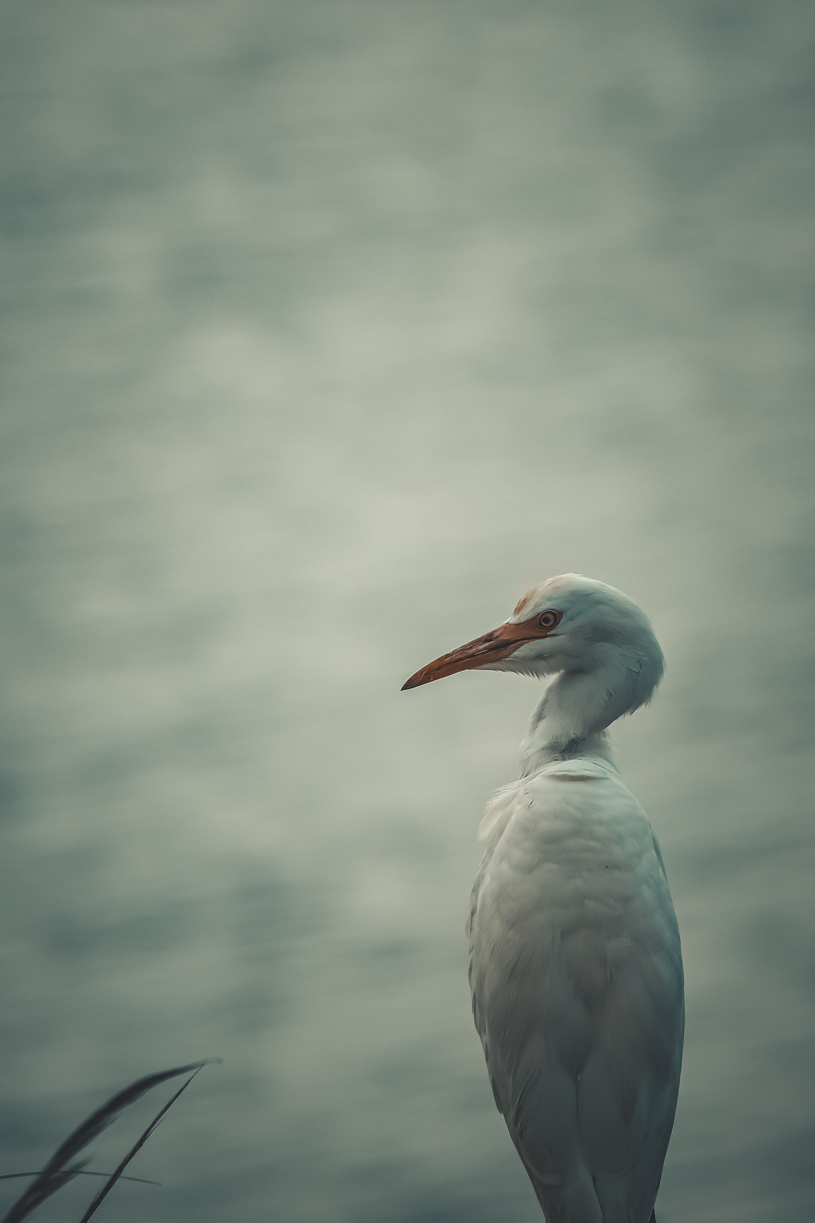 Lesandu Alokabandara - Photography