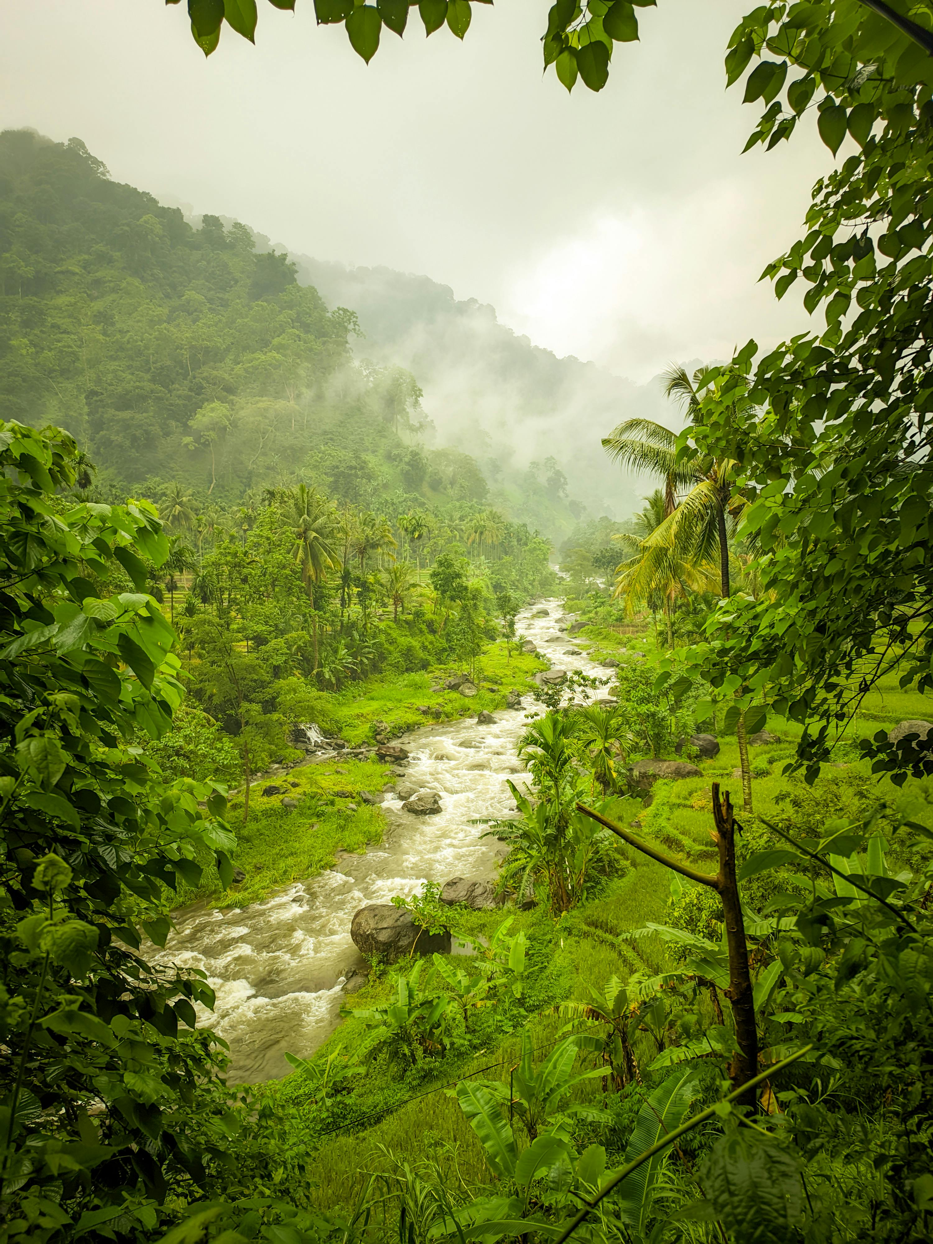 Sungai Rimba Yang Indah Di Jawa Timur Yang Subur · Foto Stok Gratis