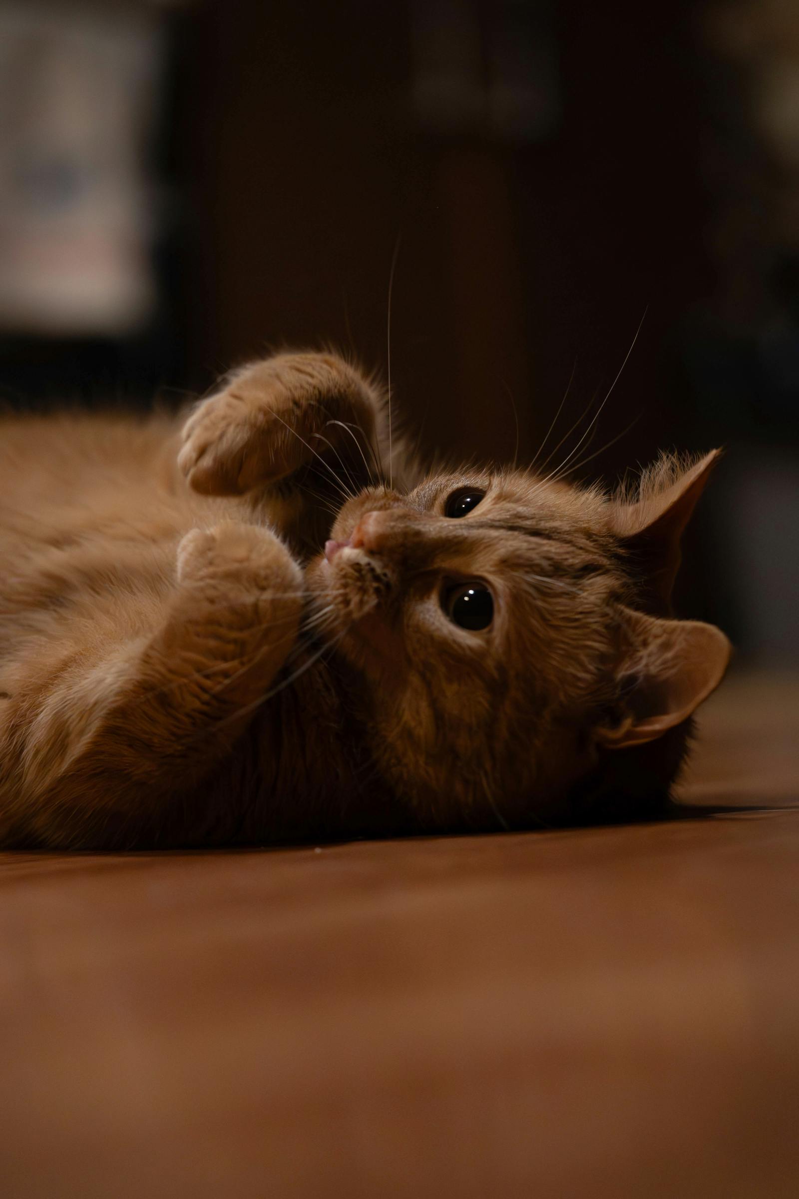 Cat Miaw Photos, Download The BEST Free Cat Miaw Stock Photos & HD Images