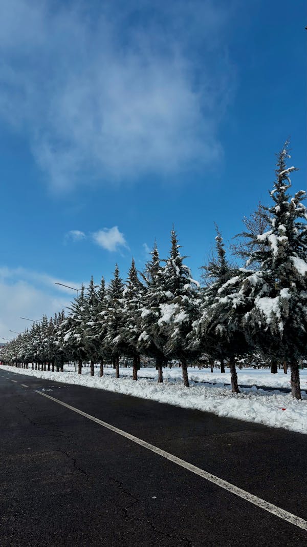 Tree Line Photos, Download The BEST Free Tree Line Stock Photos & HD Images