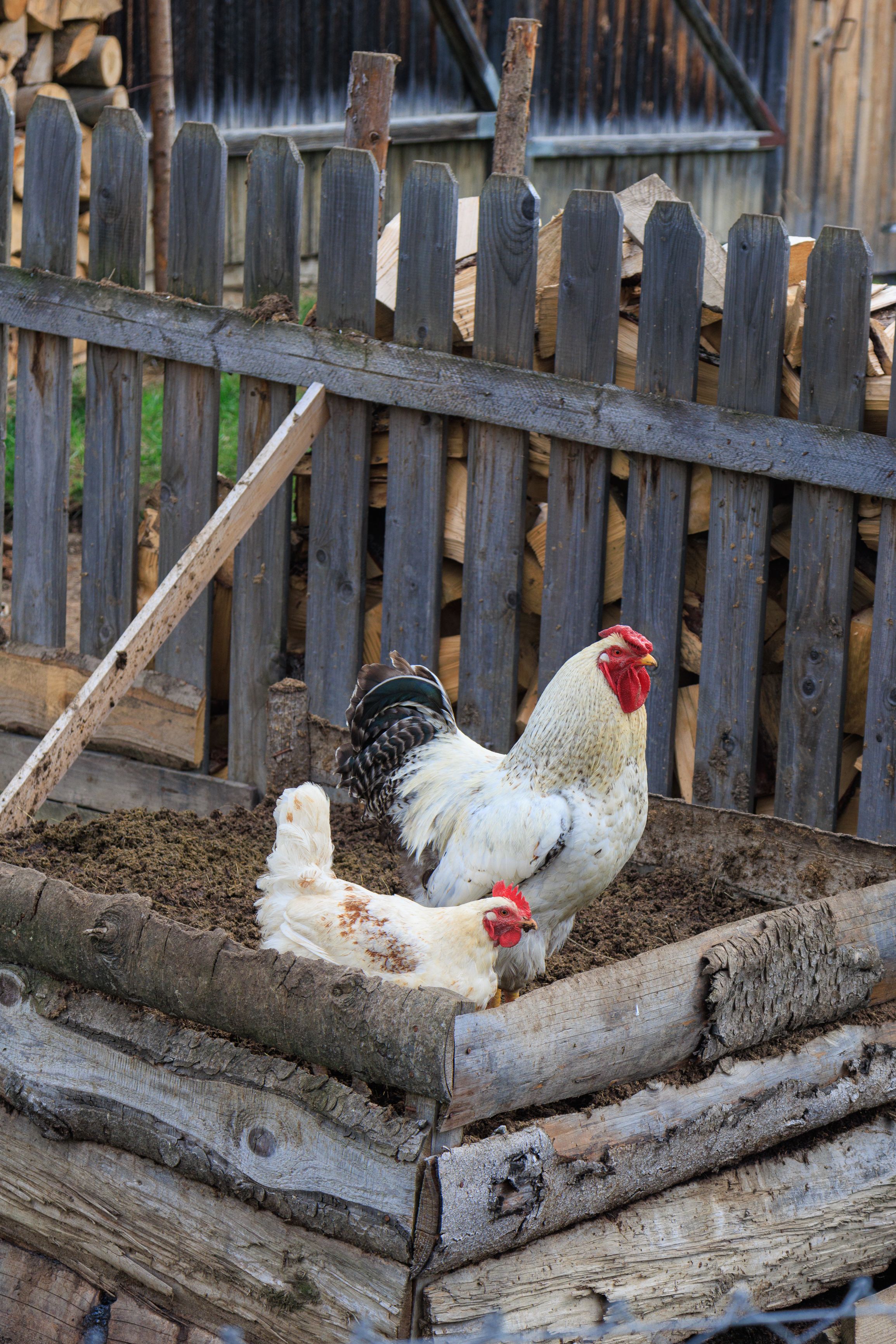 Rustic Romanian Chicken Coop with Rooster · Free Stock Photo