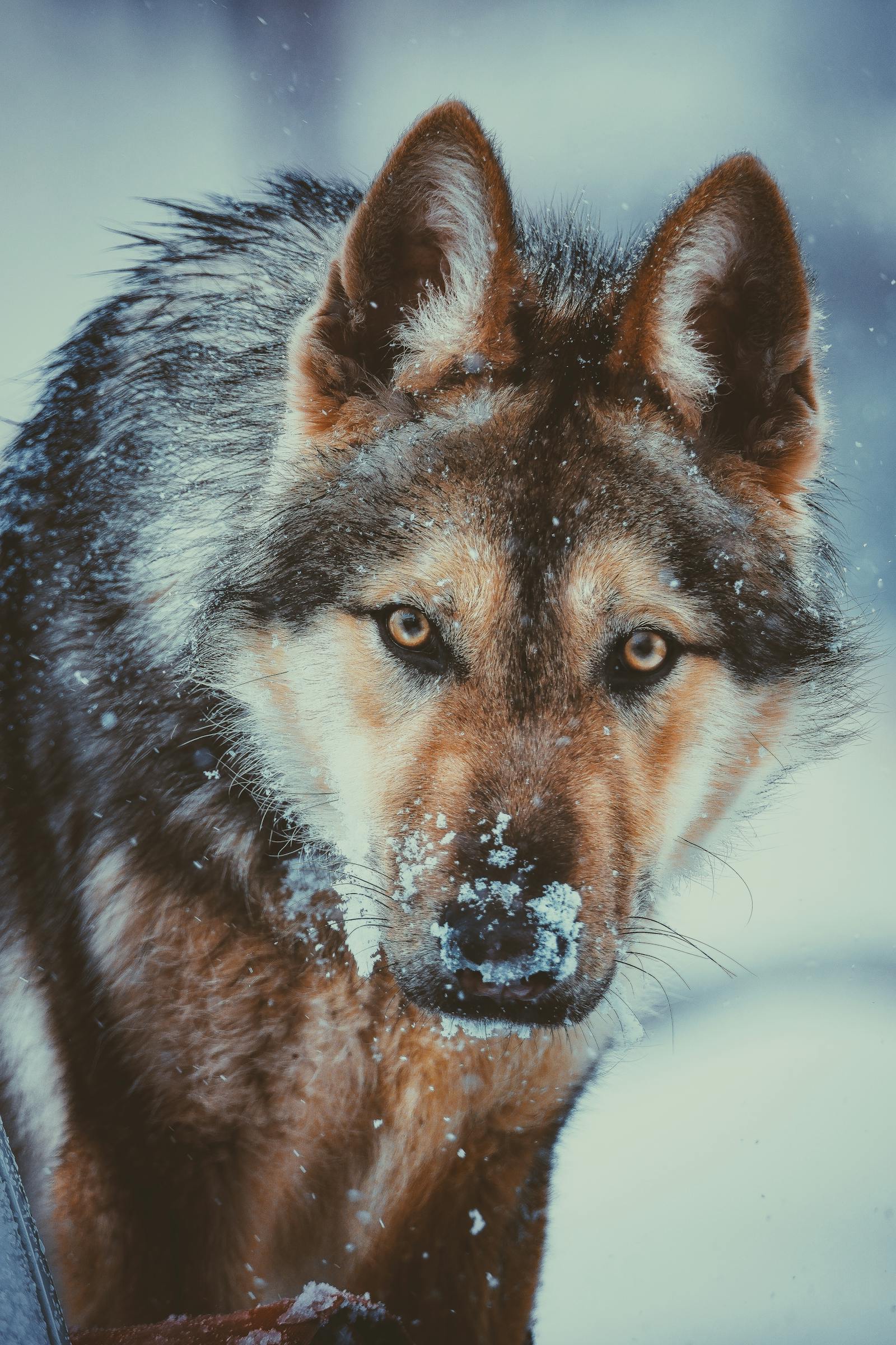 Wolf Face Photos, Download The BEST Free Wolf Face Stock Photos & HD Images