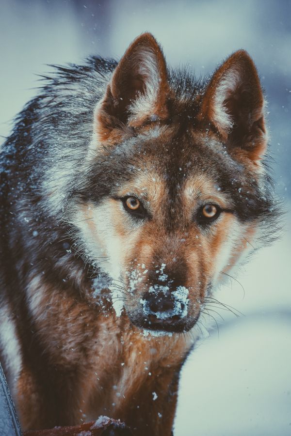 Wolf Face Photos, Download The BEST Free Wolf Face Stock Photos & HD Images