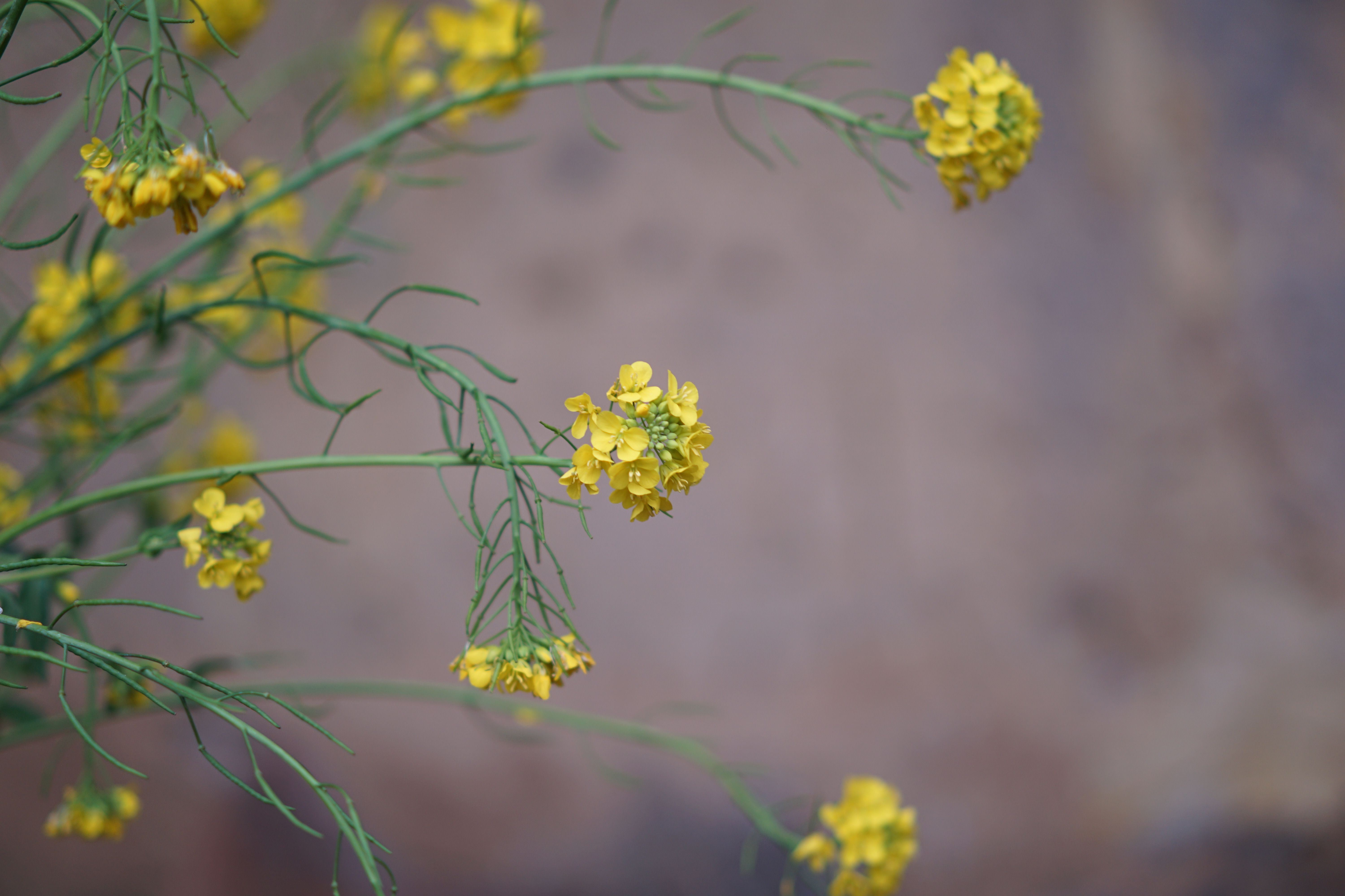 Close-up of Yellow Mustard Flowers in Spring · Free Stock Photo