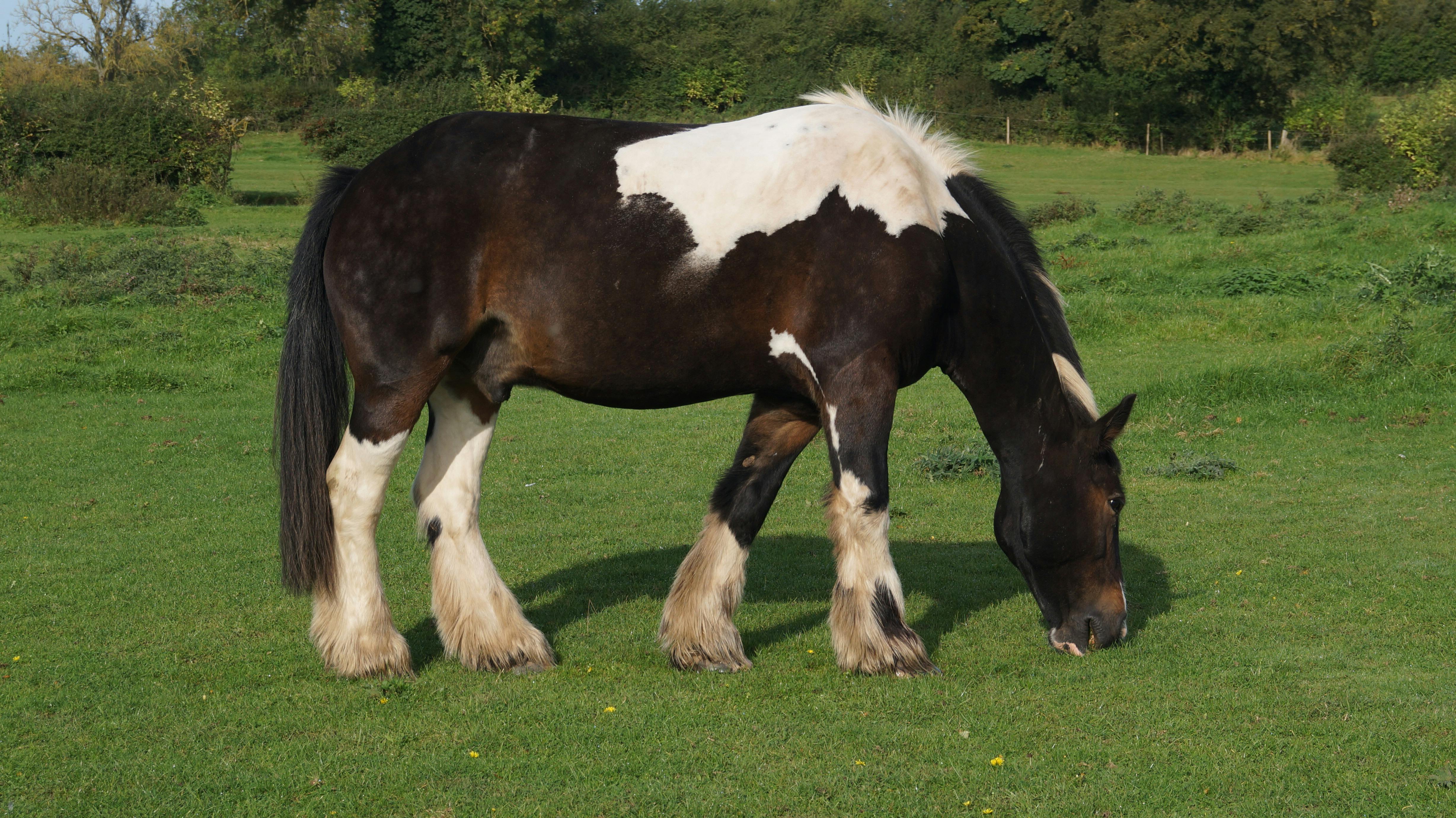 Beautiful Shire Horse Grazing in English Countryside · Free Stock Photo