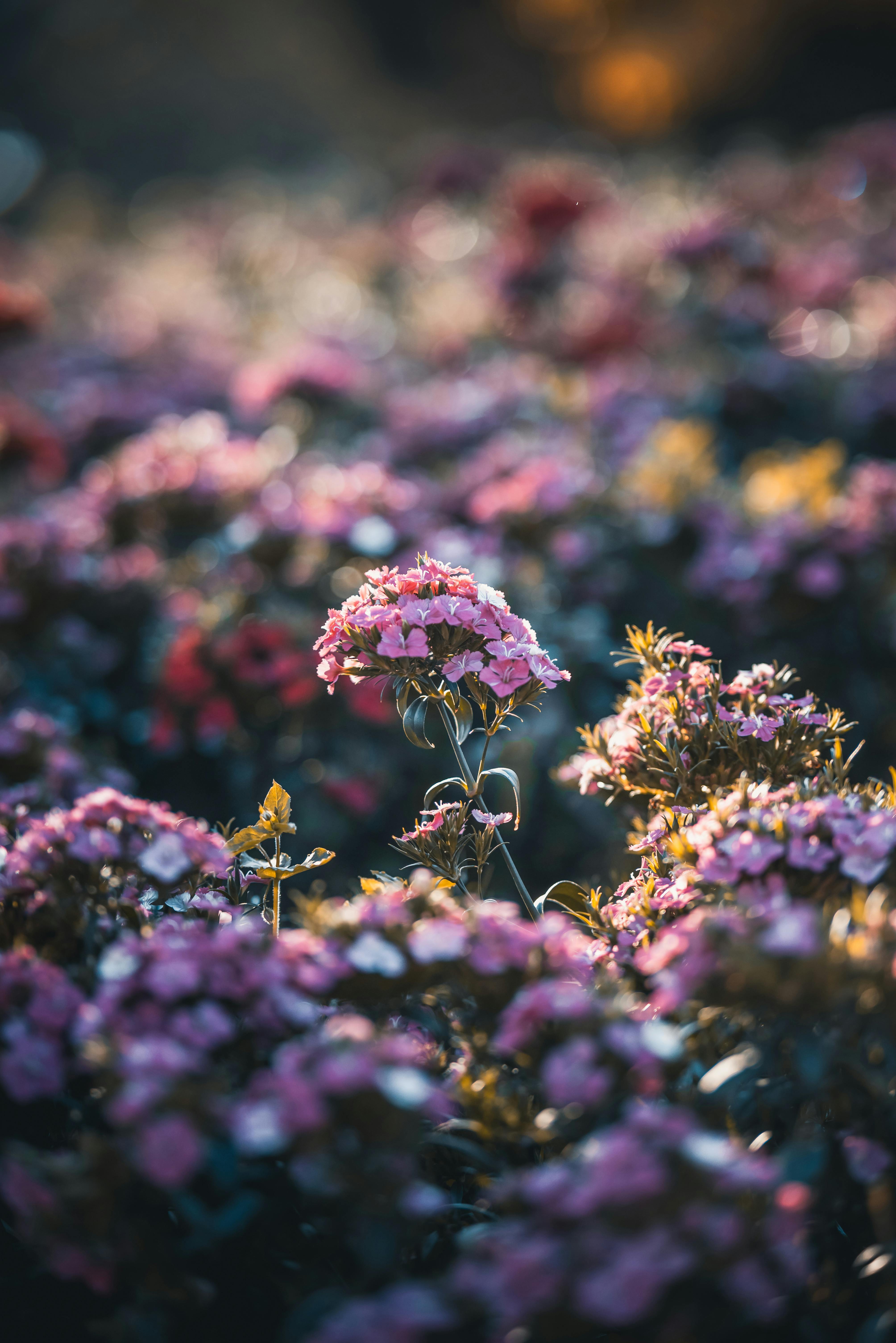 Vibrant Field of Pink Hydrangeas in Bloom · Free Stock Photo