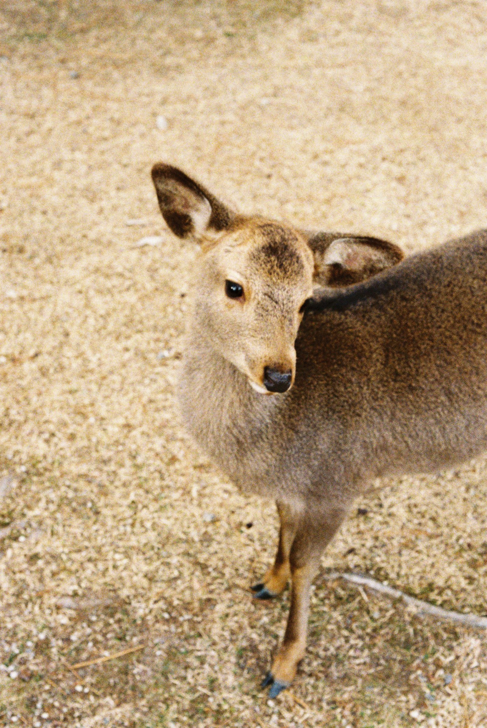 Cute Deer Photos, Download The BEST Free Cute Deer Stock Photos & HD Images
