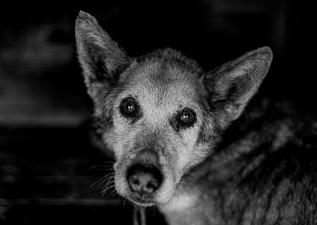Dog Lifespan Chart: Life Expectancy by Breed and Size