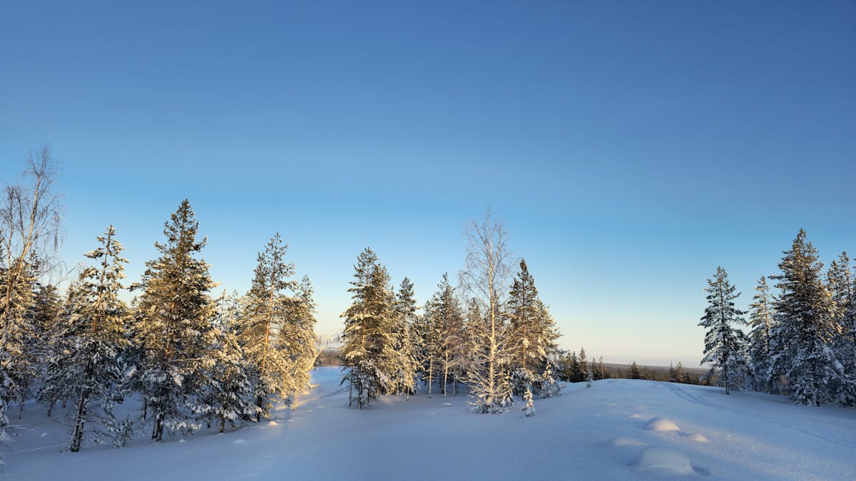 Tree Line Photos, Download The BEST Free Tree Line Stock Photos & HD Images