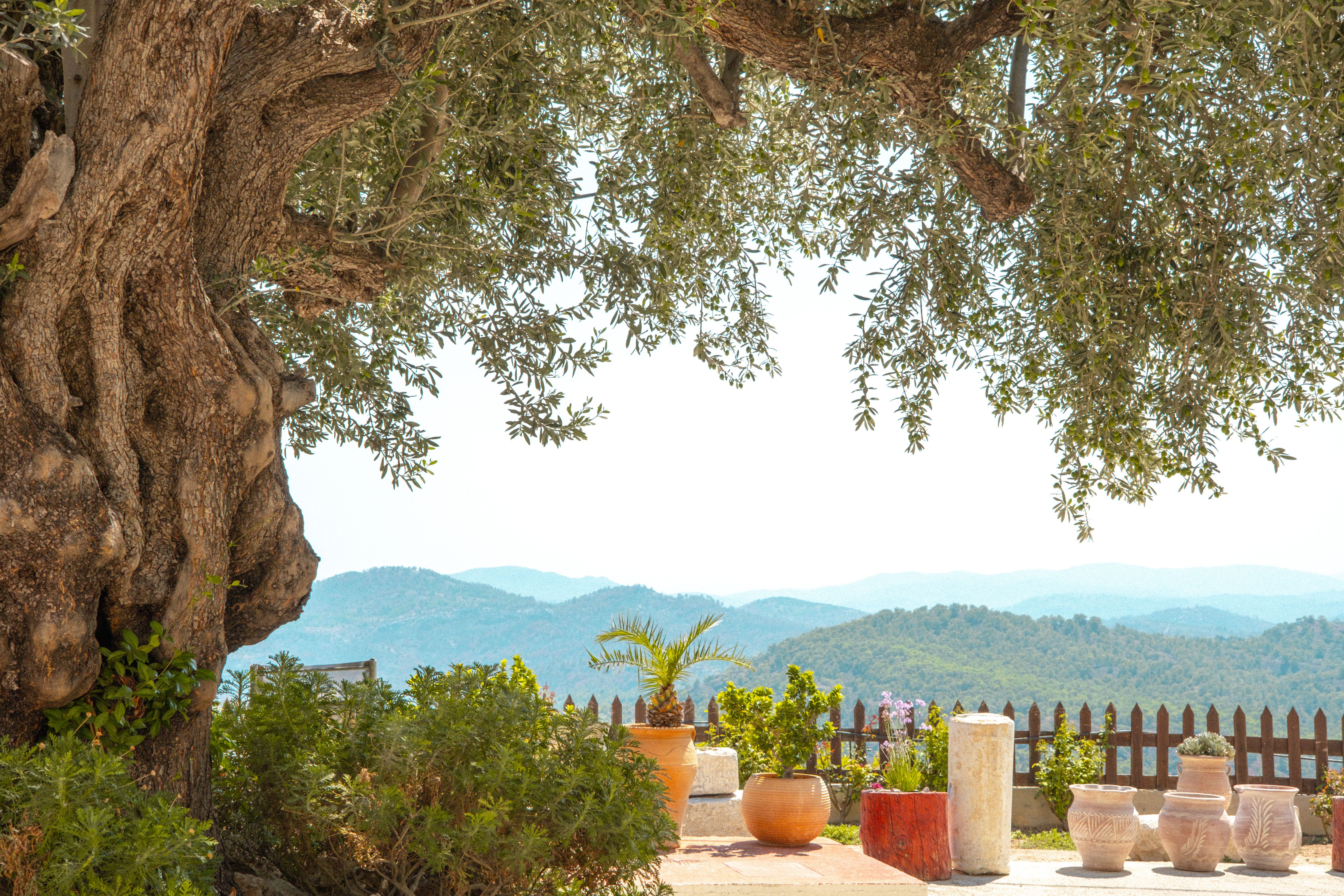 Mediterranean Olive Tree Garden with Scenic Mountain View · Free Stock ...