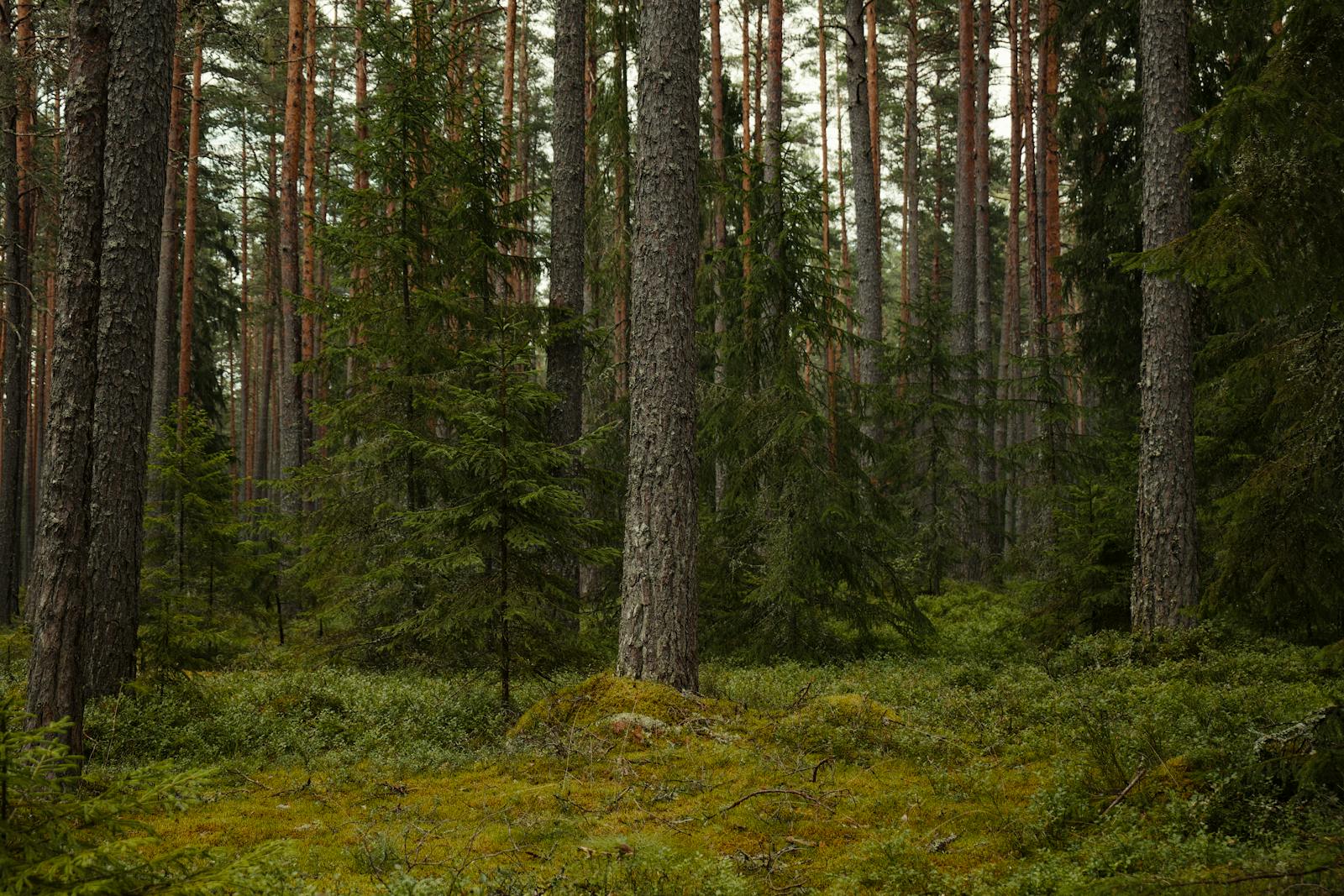 Dense Forest Photos, Download The BEST Free Dense Forest Stock Photos ...
