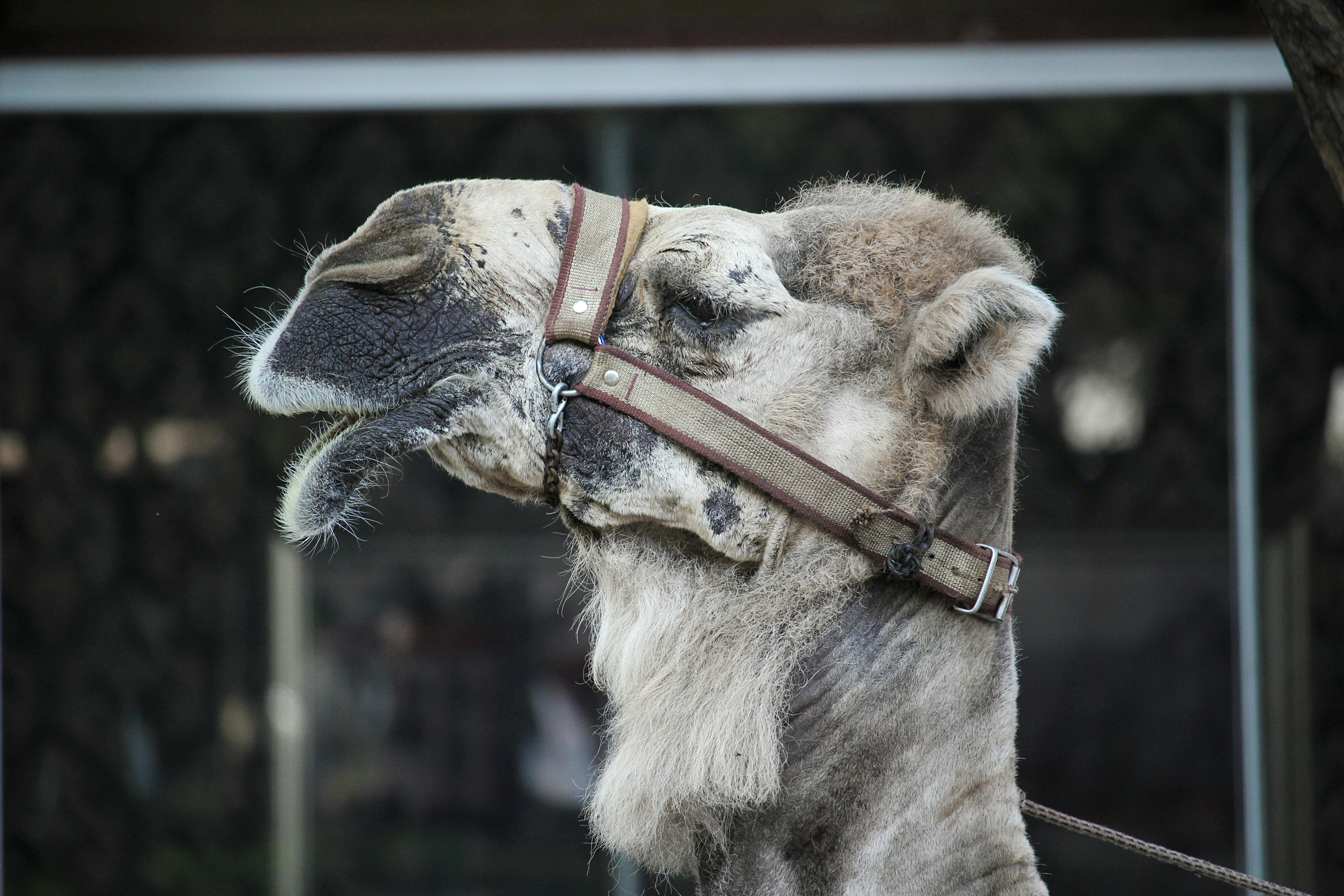 4k Profile Photos, Download The BEST Free 4k Profile Stock Photos & HD ...