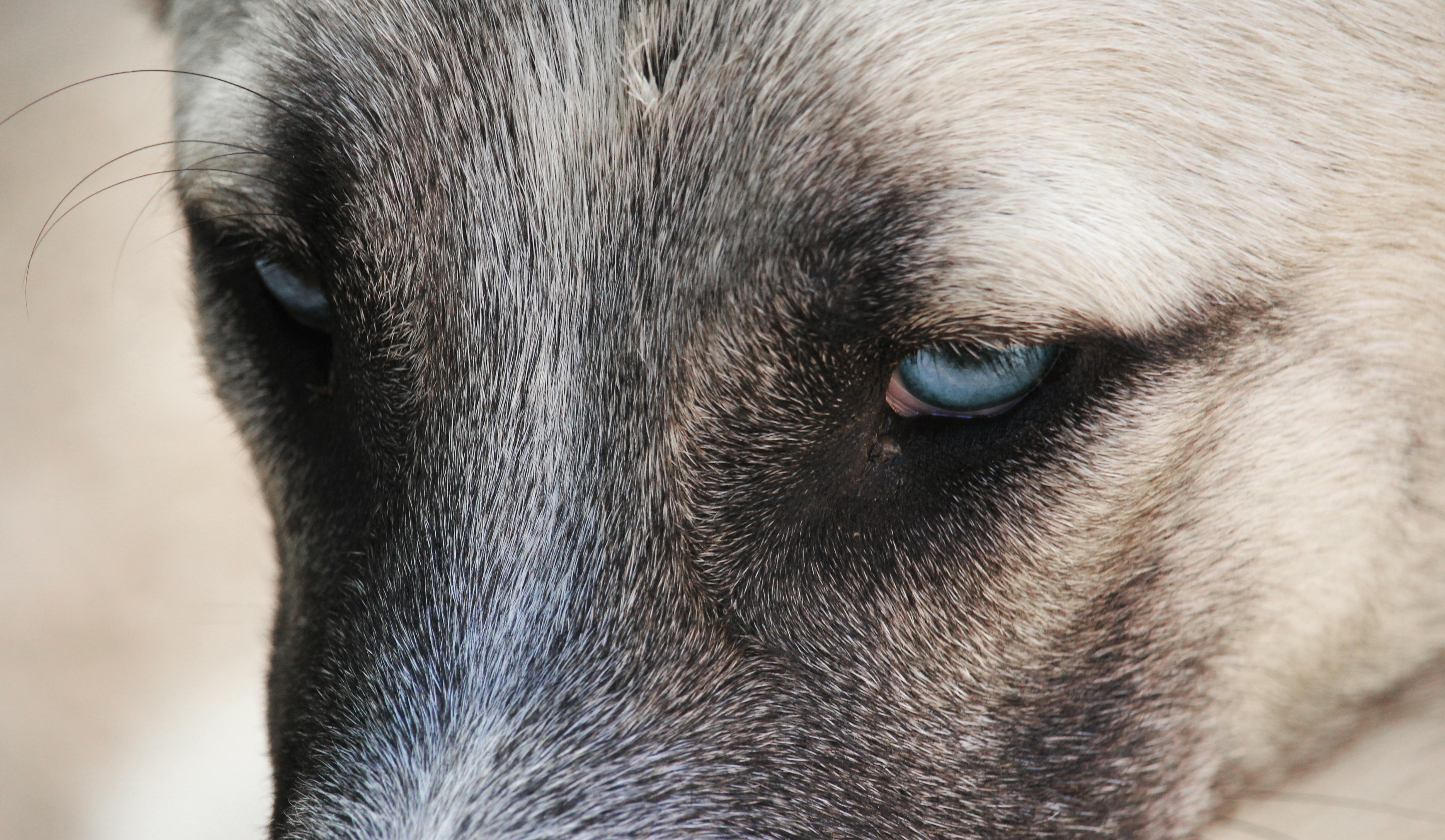 Dog Gaze Photos, Download The BEST Free Dog Gaze Stock Photos & HD Images