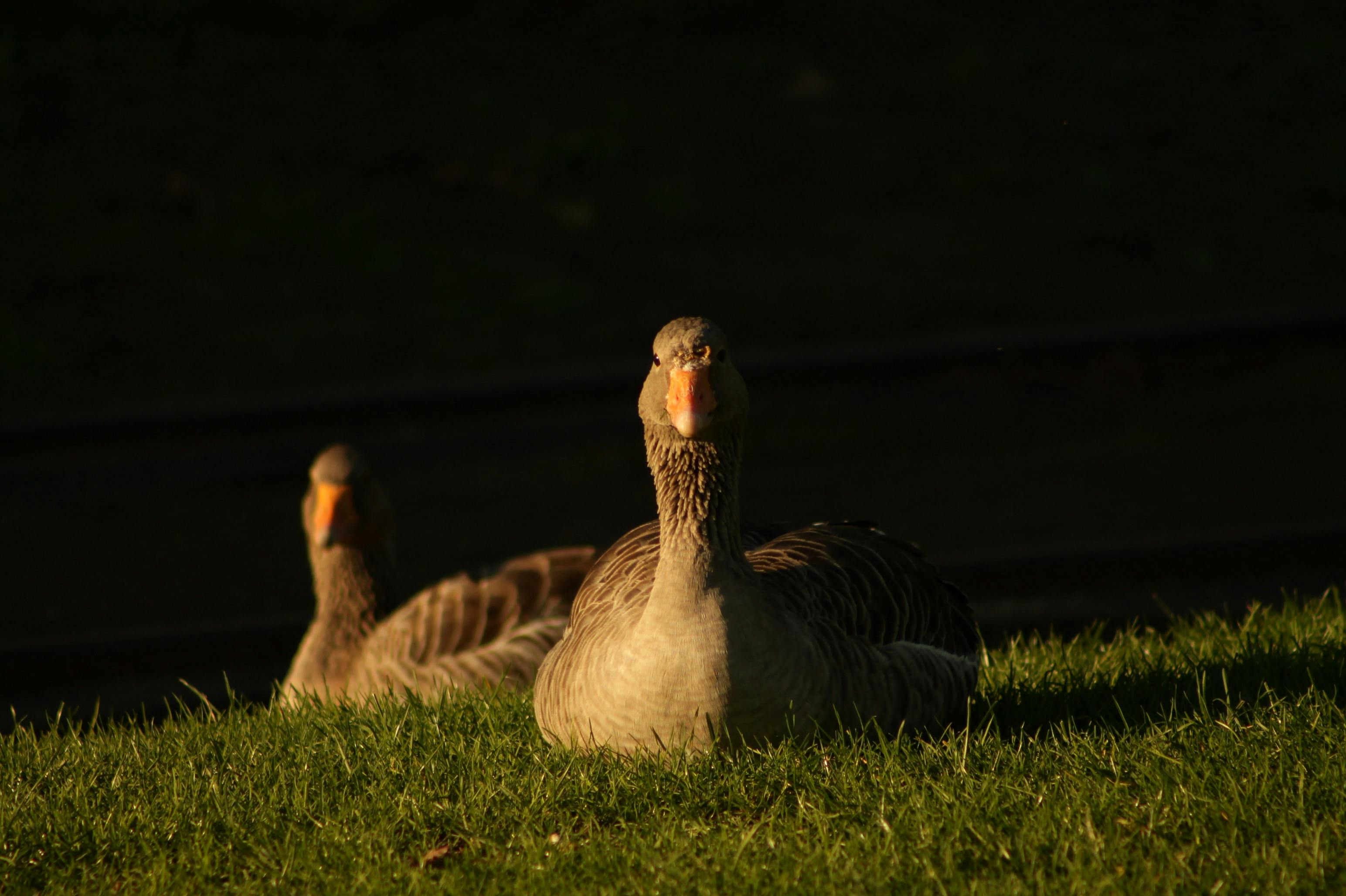 Close-up of Two Geese Resting on Sunny Grass · Free Stock Photo
