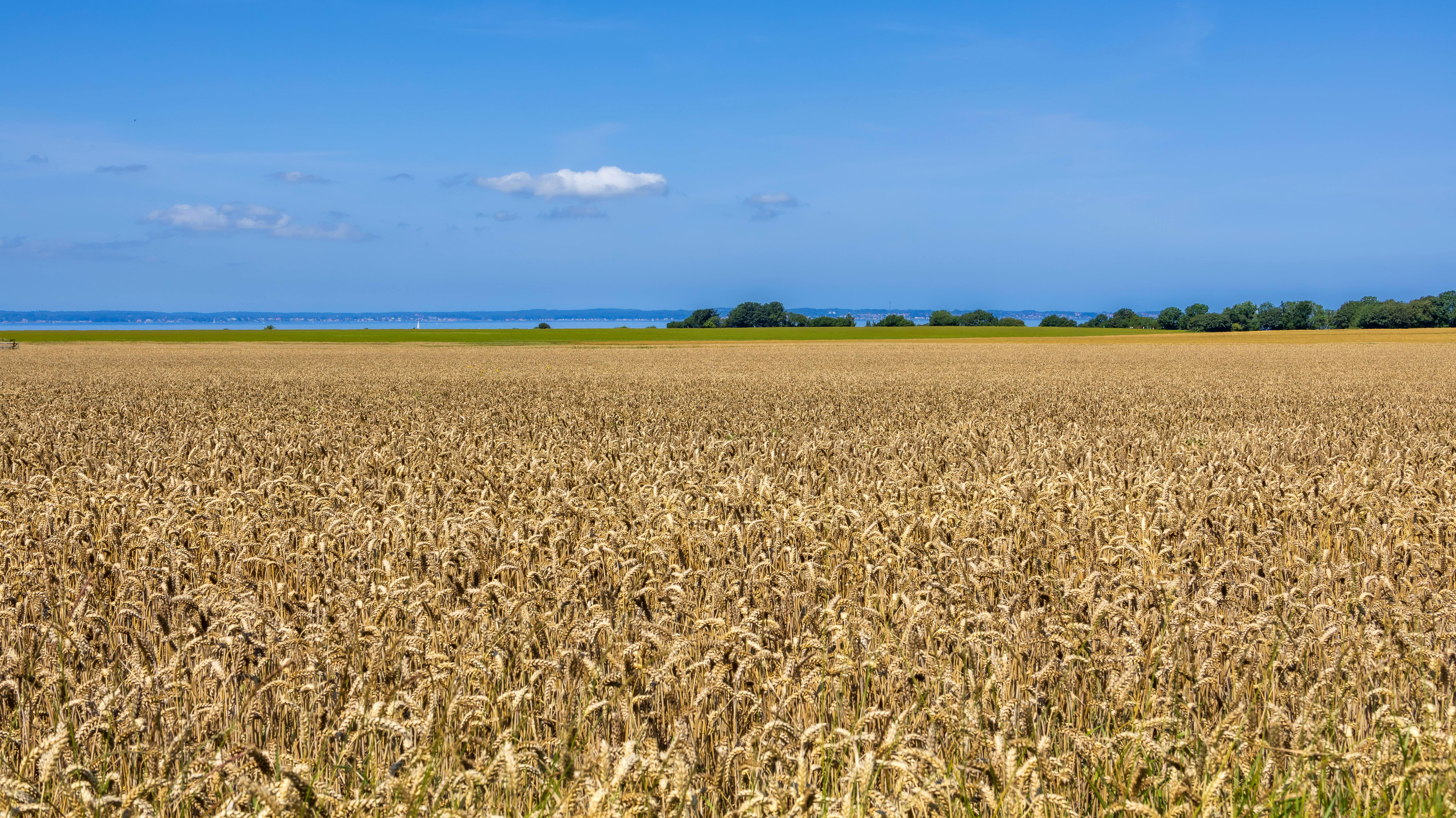 Ulle Haddock – fotografi
