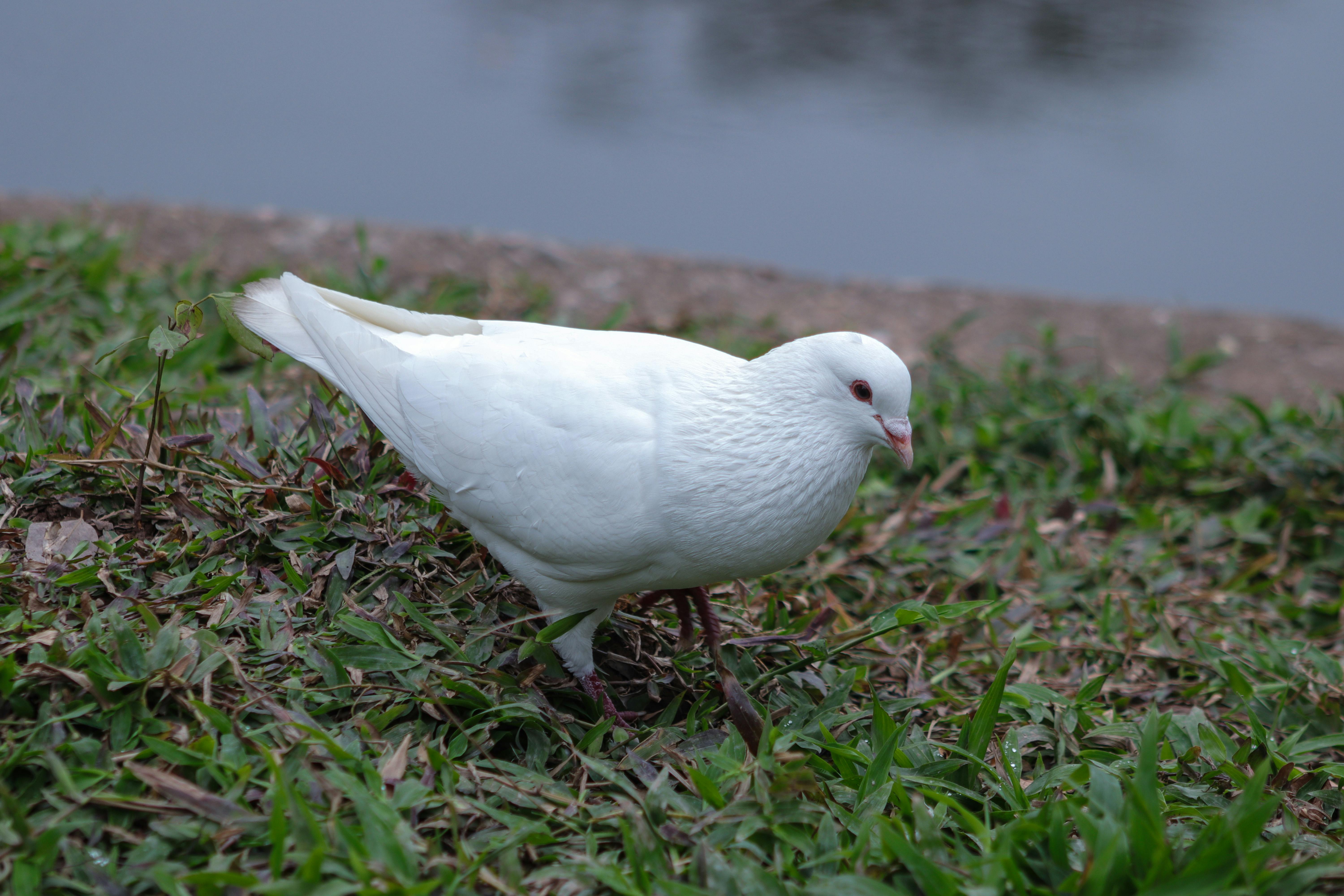 Ground Grass Clif Photos, Download The BEST Free Ground Grass Clif ...