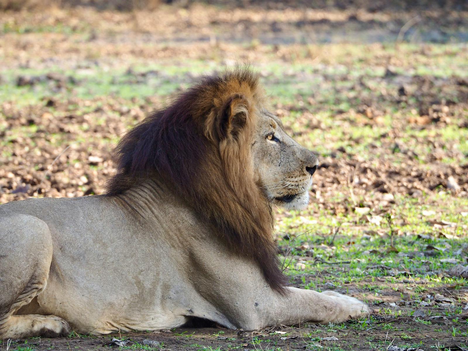 Scarface Lion Photos, Download The BEST Free Scarface Lion Stock Photos ...