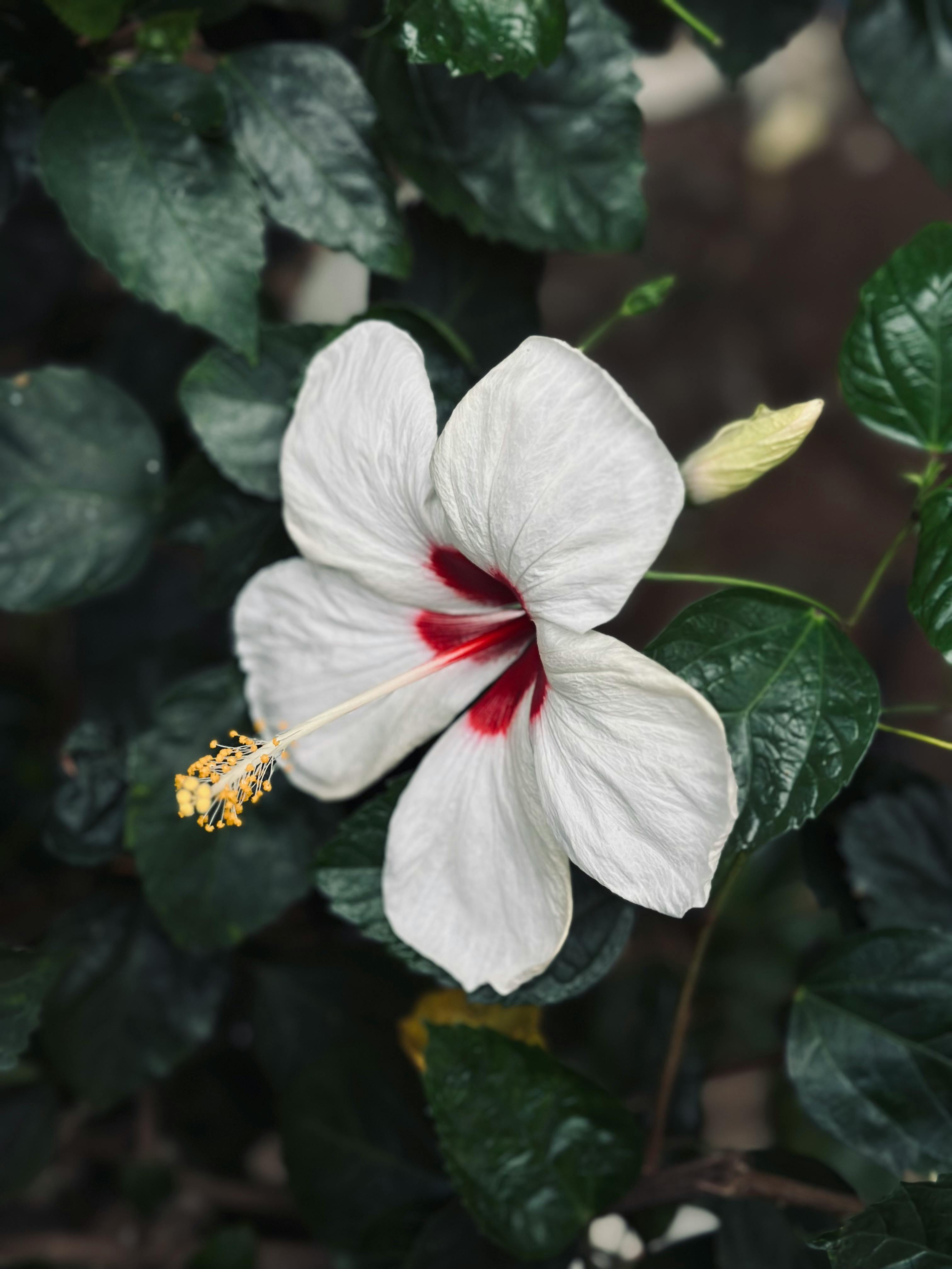 Close-up of White Hibiscus Flower with Red Center · Free Stock Photo