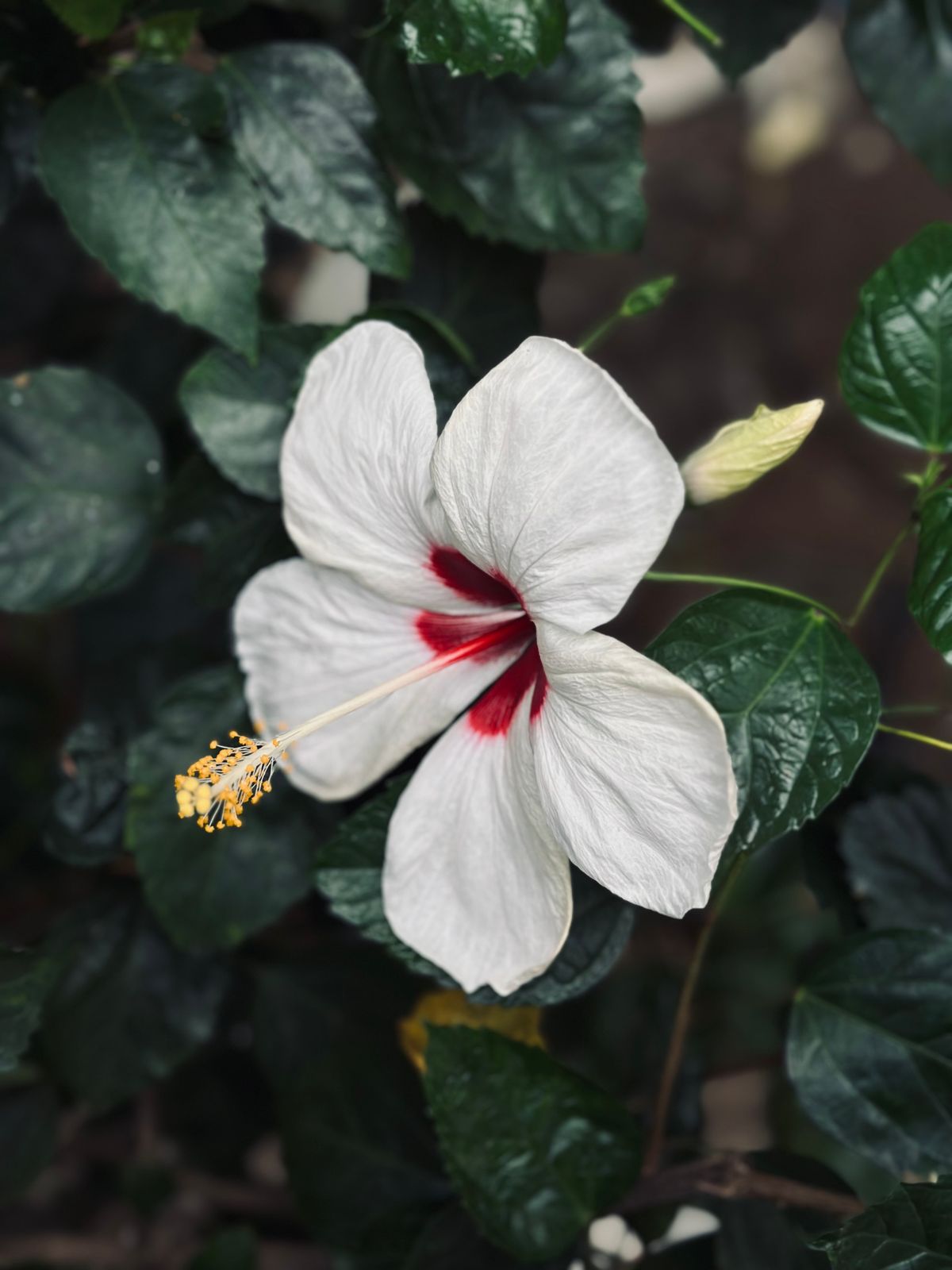 4k Wallpaper Flowers Hibiscus Photos, Download The BEST Free 4k ...