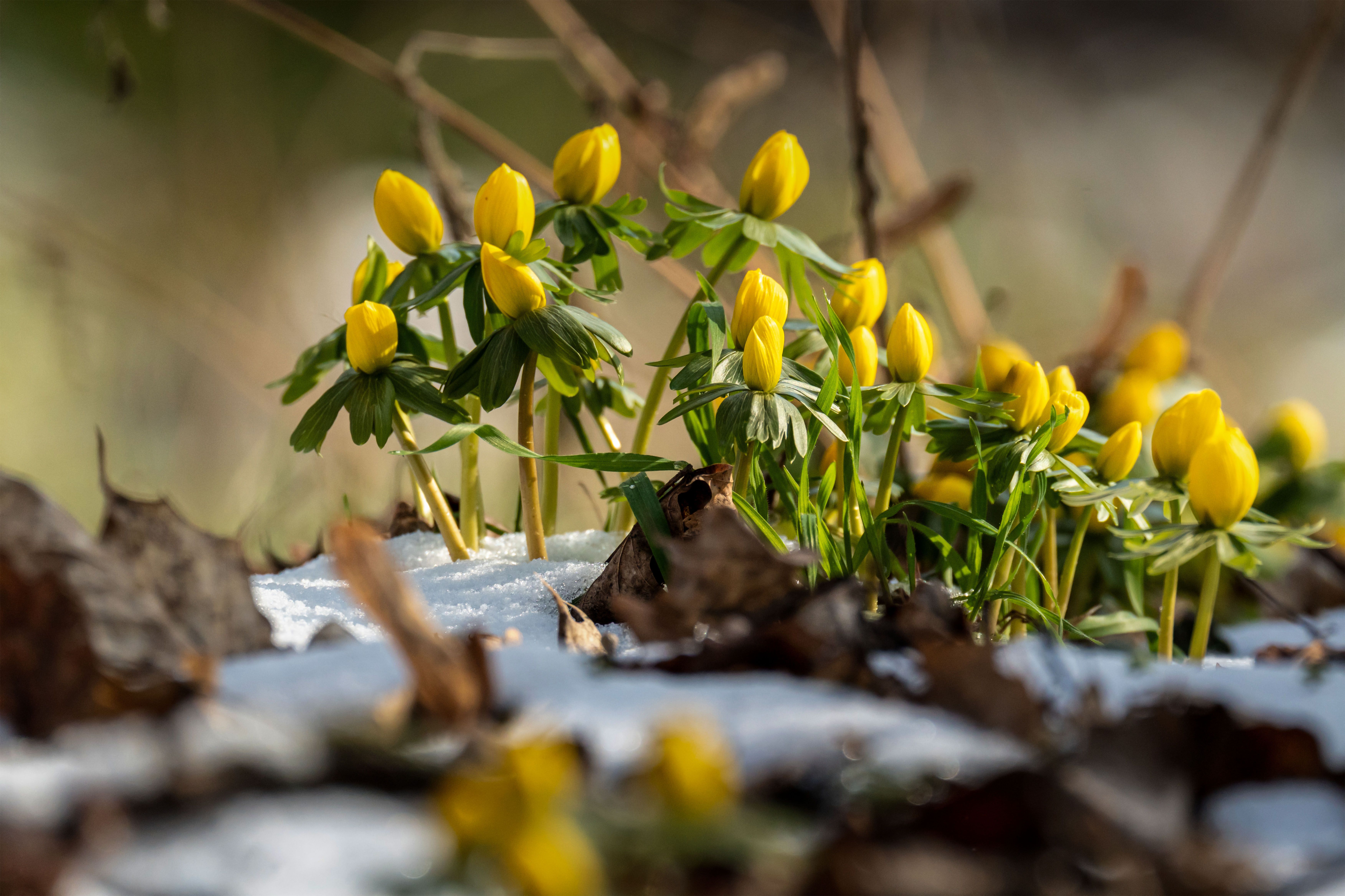 Yellow Winter Aconite Blooms Amidst Snow in Early Spring · Free Stock Photo
