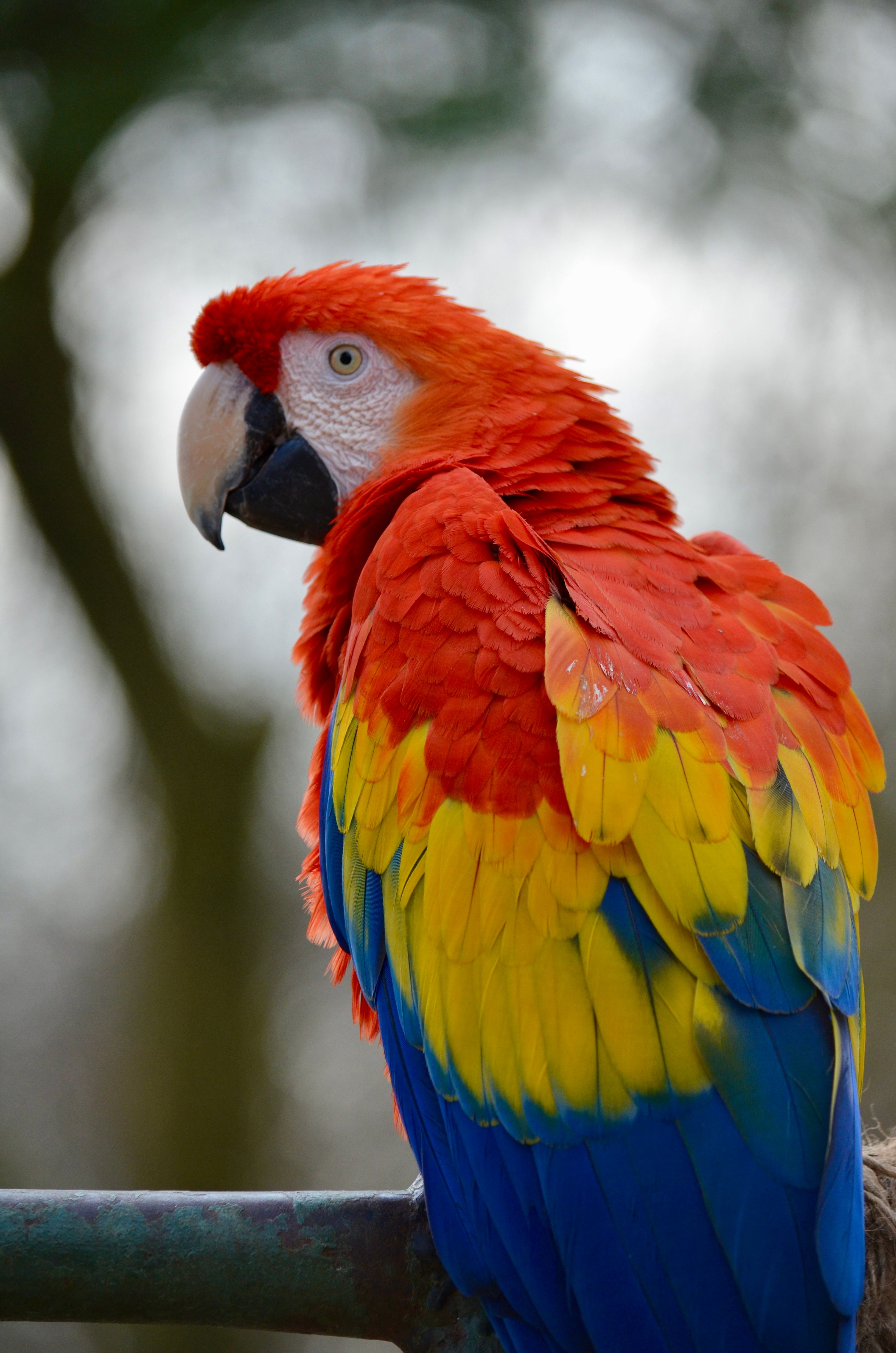 Langchain Parrot Photos, Download The BEST Free Langchain Parrot Stock ...