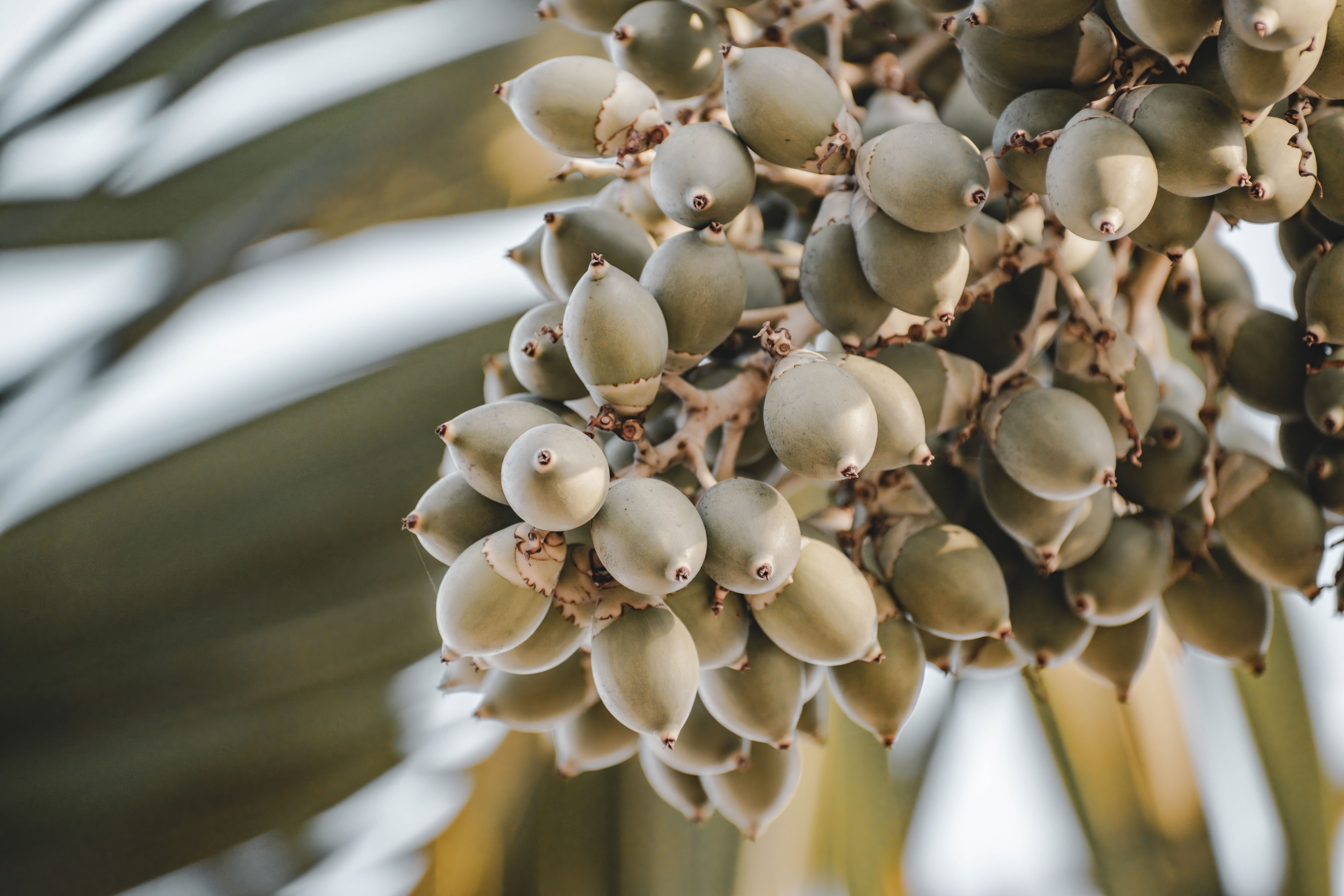 Cluster of Tropical Palm Fruits on Tree · Free Stock Photo