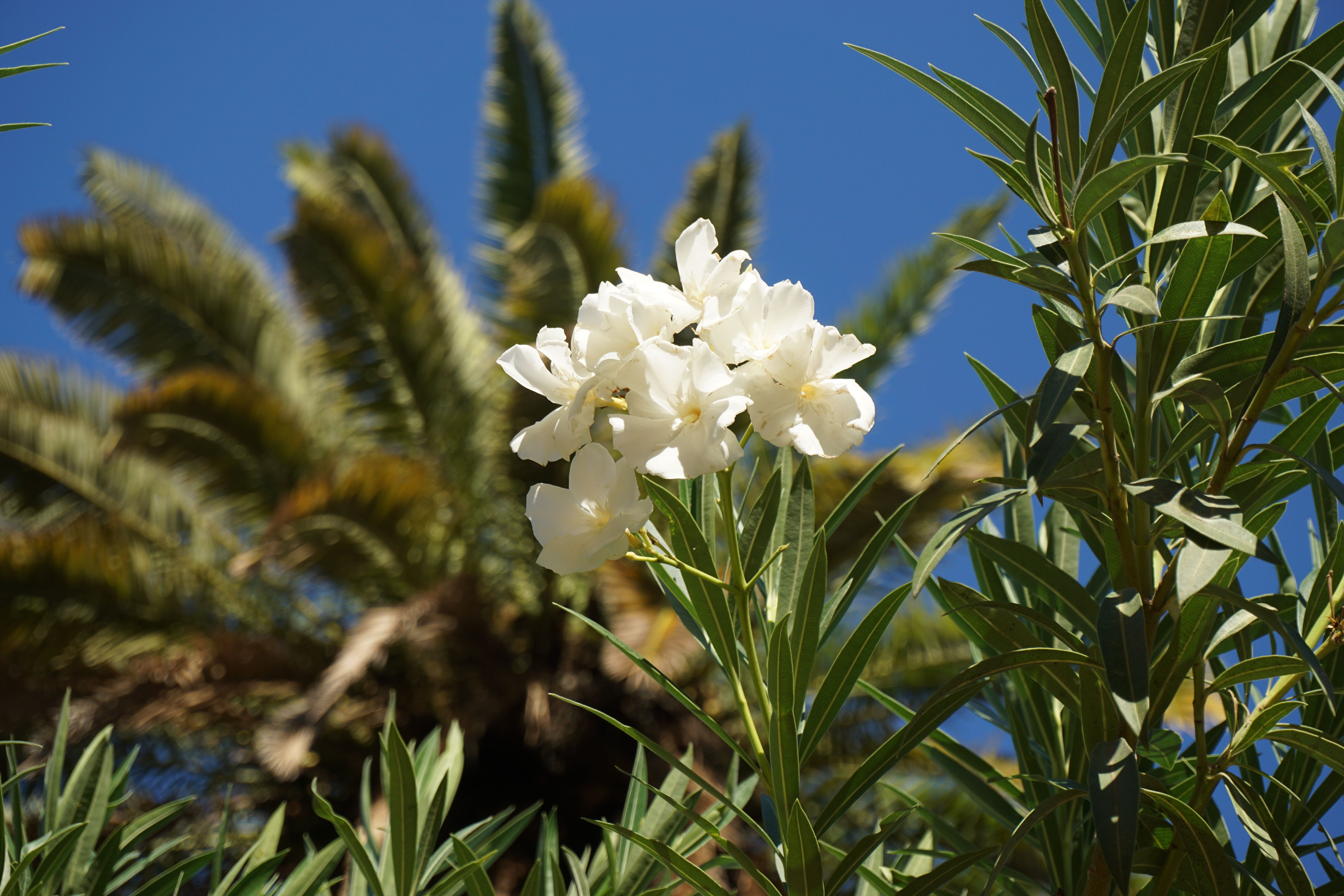 Bright White Oleander with Palm Background · Free Stock Photo