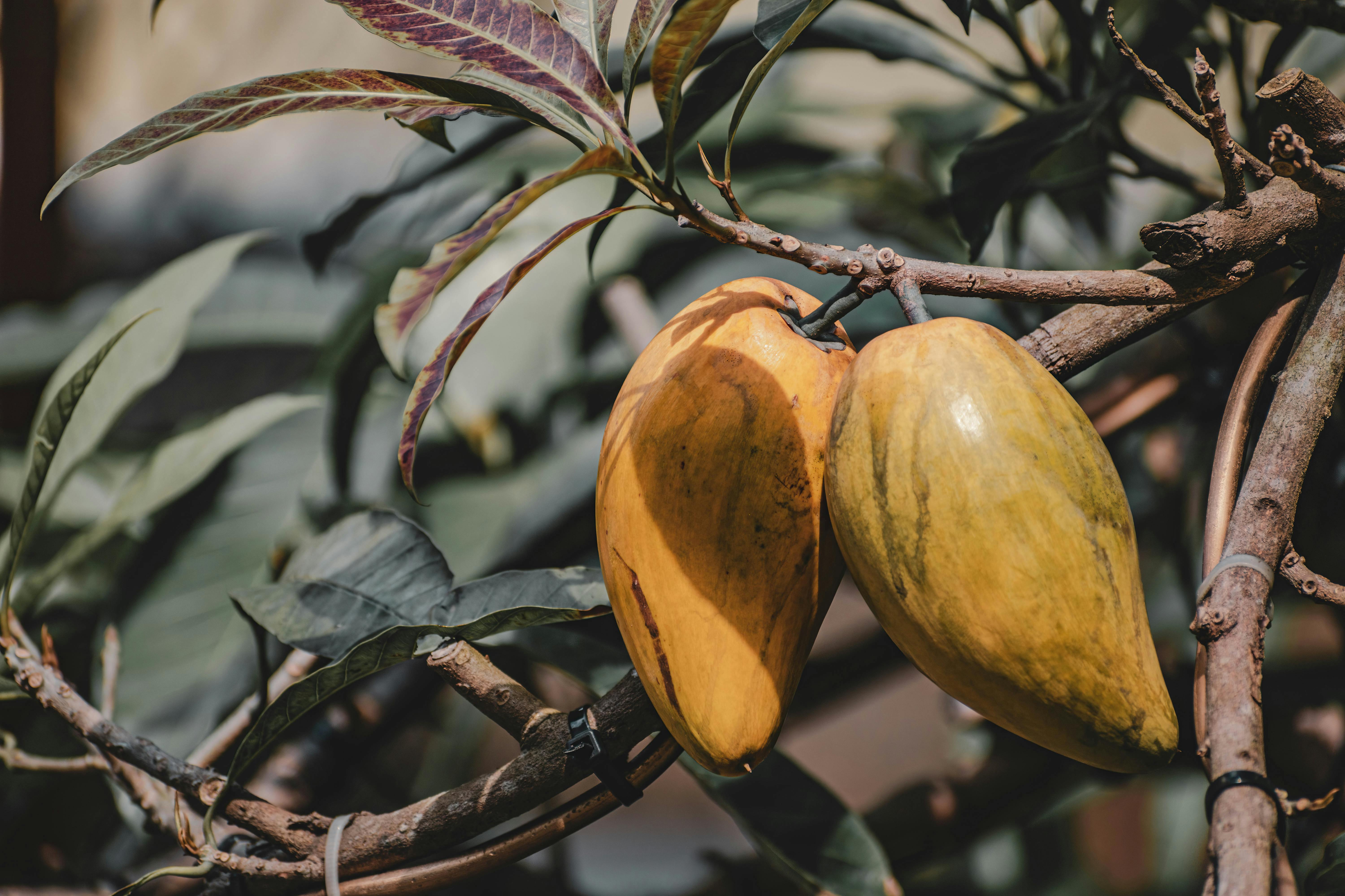 Ripe Cocoa Pods on a Tree Branch in Sunlight · Free Stock Photo