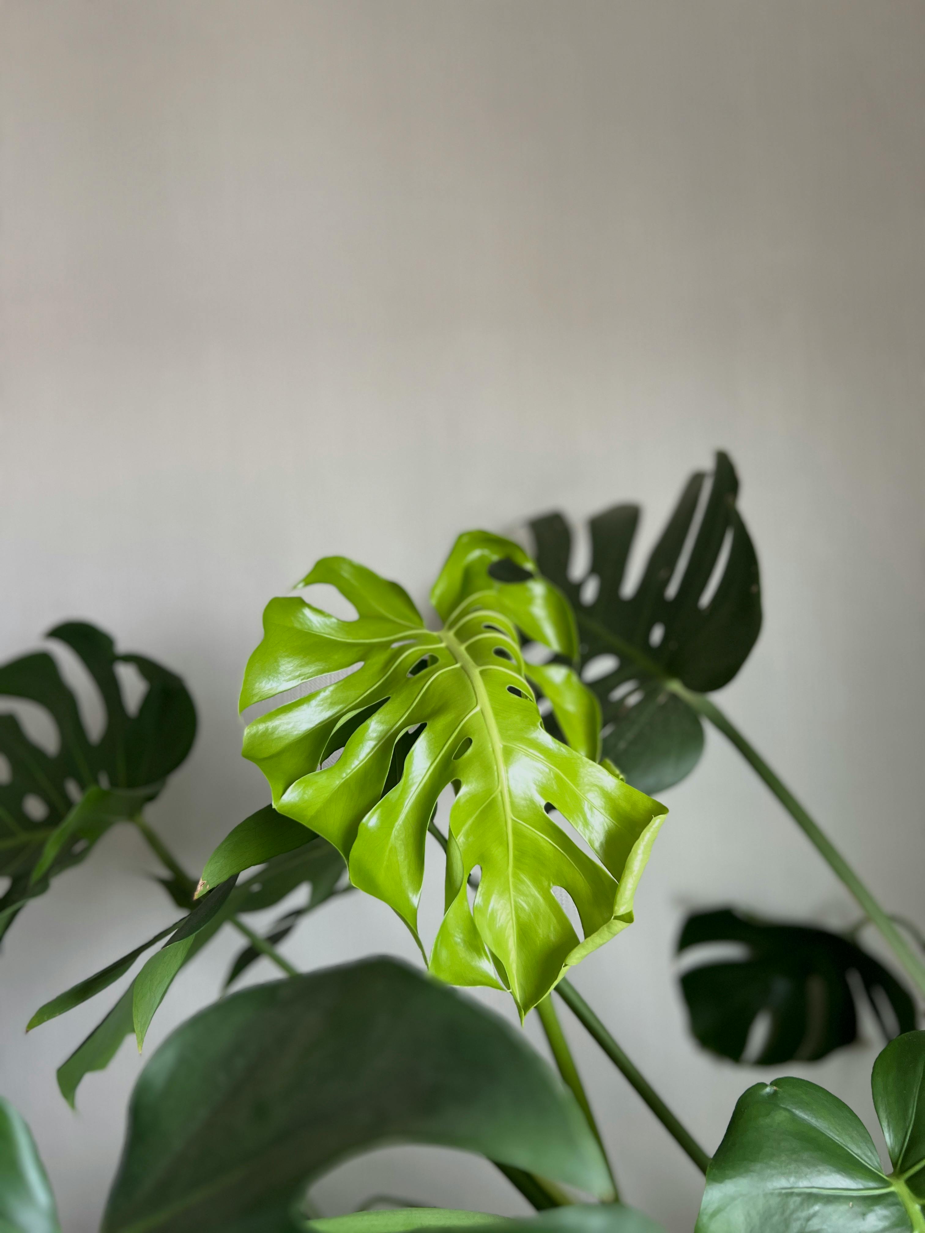 Emerald Green Photos, Download The BEST Free Emerald Green Stock Photos ...