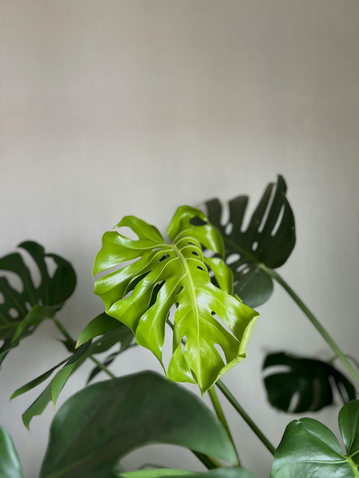 Emerald Green Photos, Download The BEST Free Emerald Green Stock Photos ...