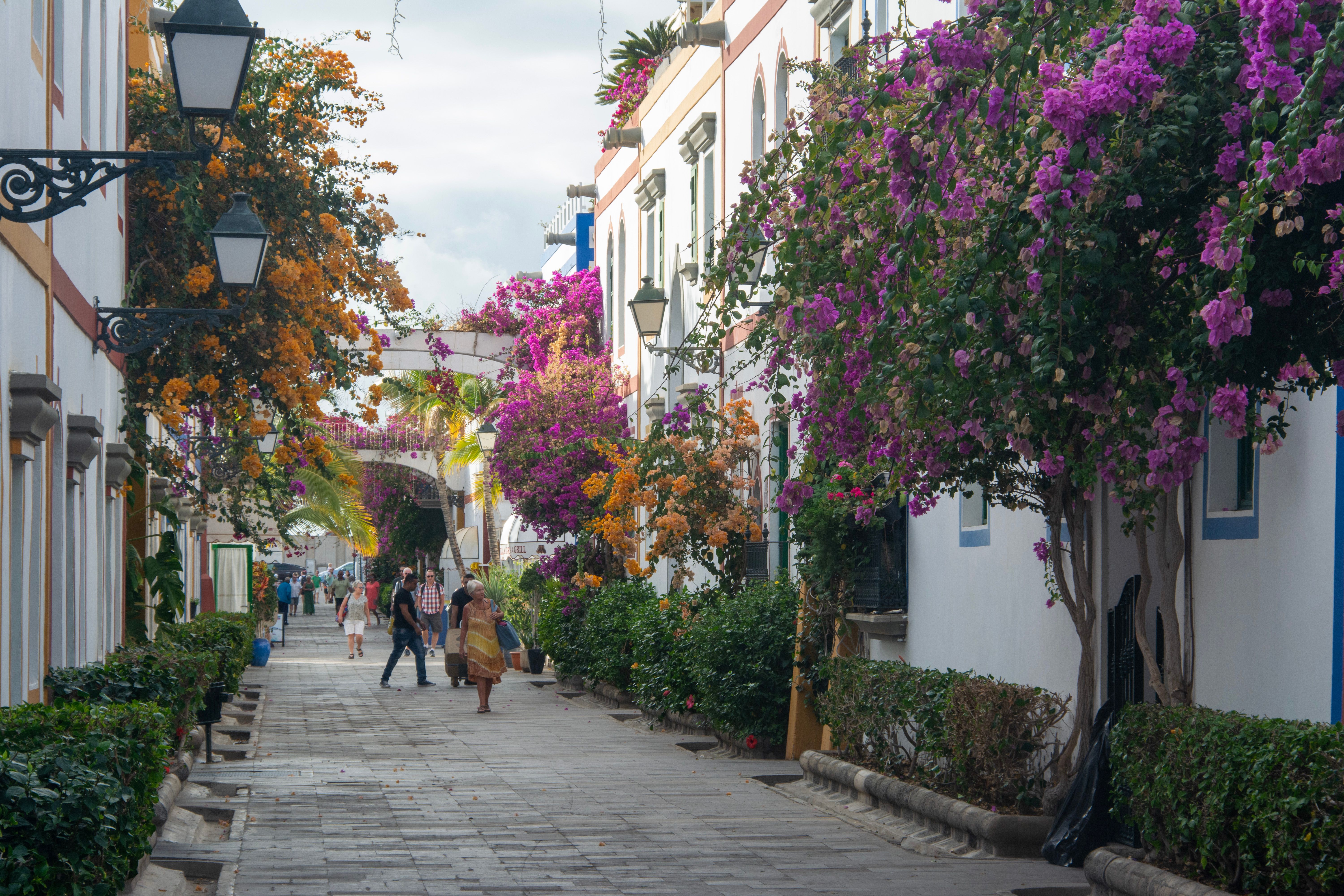 Charming Floral Street in Canary Islands · Free Stock Photo