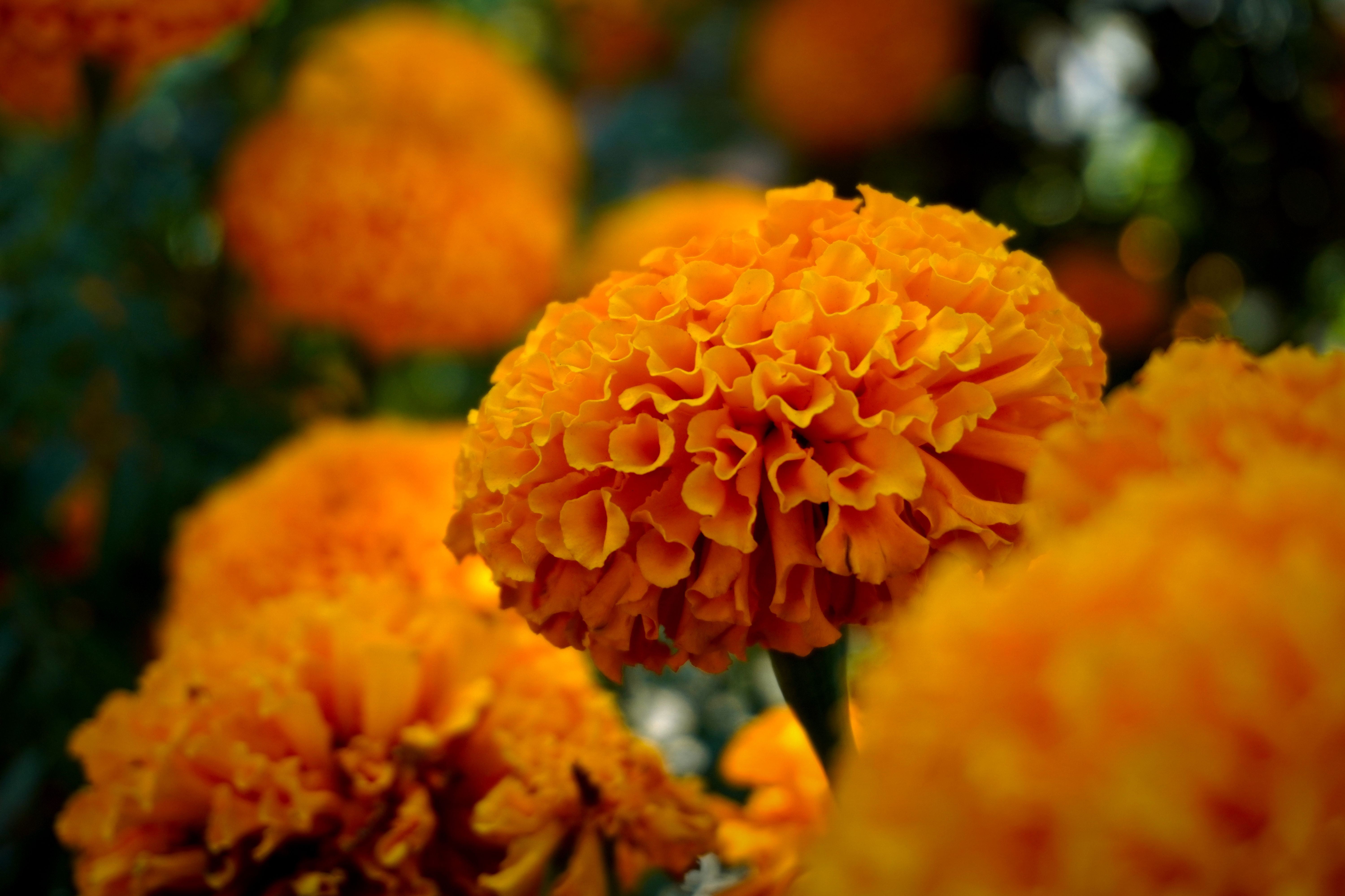 Flor Photos, Download The BEST Free Flor Stock Photos & HD Images