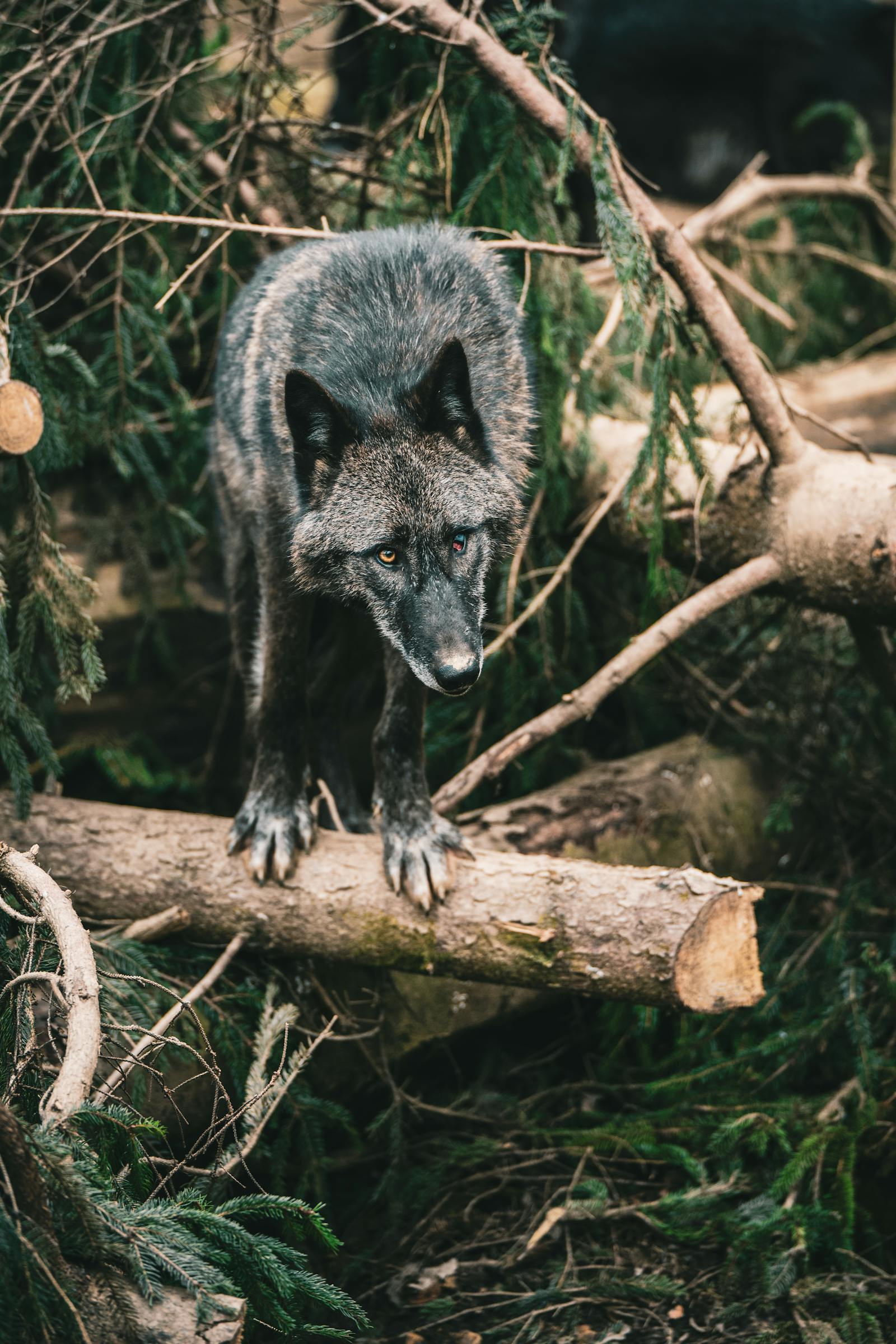 Black Wolf Photos, Download The BEST Free Black Wolf Stock Photos & HD ...