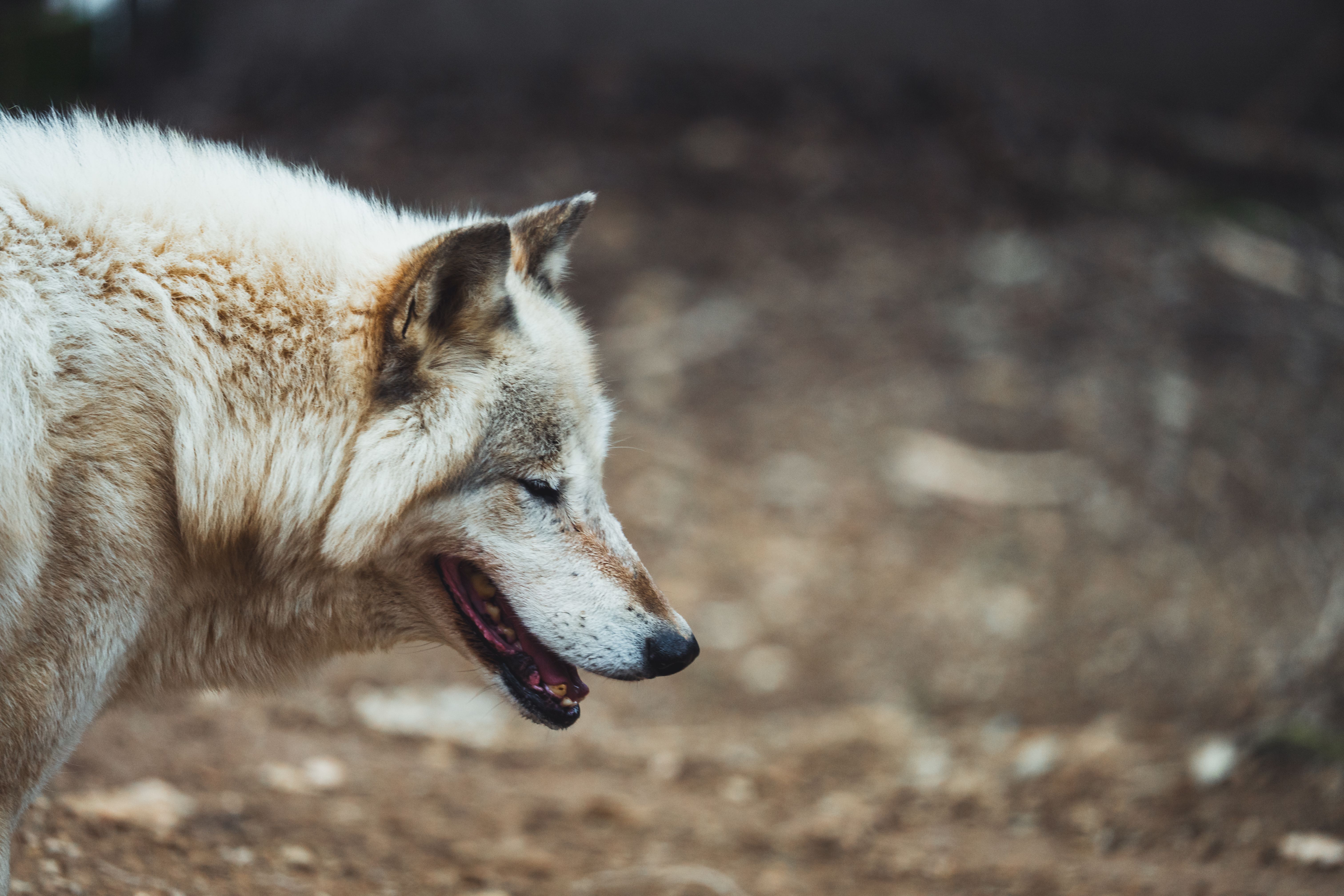 Close-Up of a Wolf in Natural Habitat · Free Stock Photo