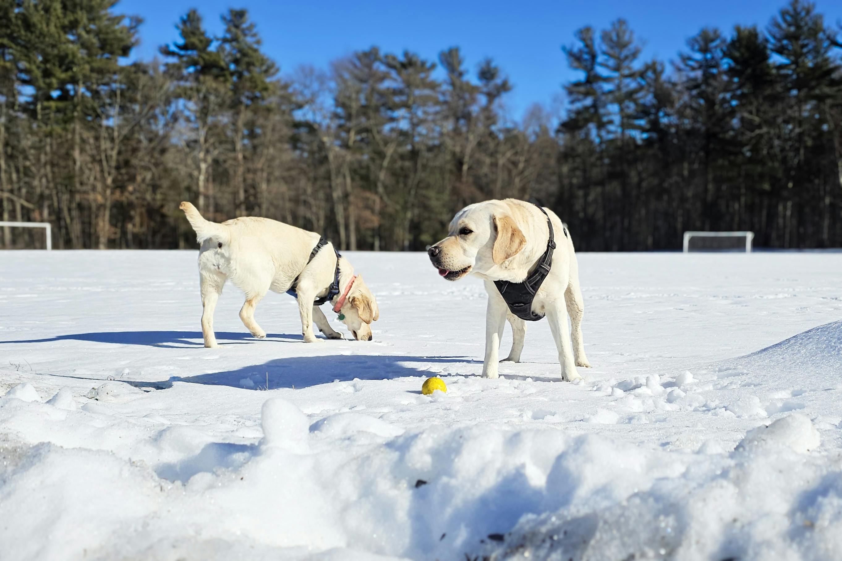 Labrador Retrievers Playing in Snowy Field · Free Stock Photo