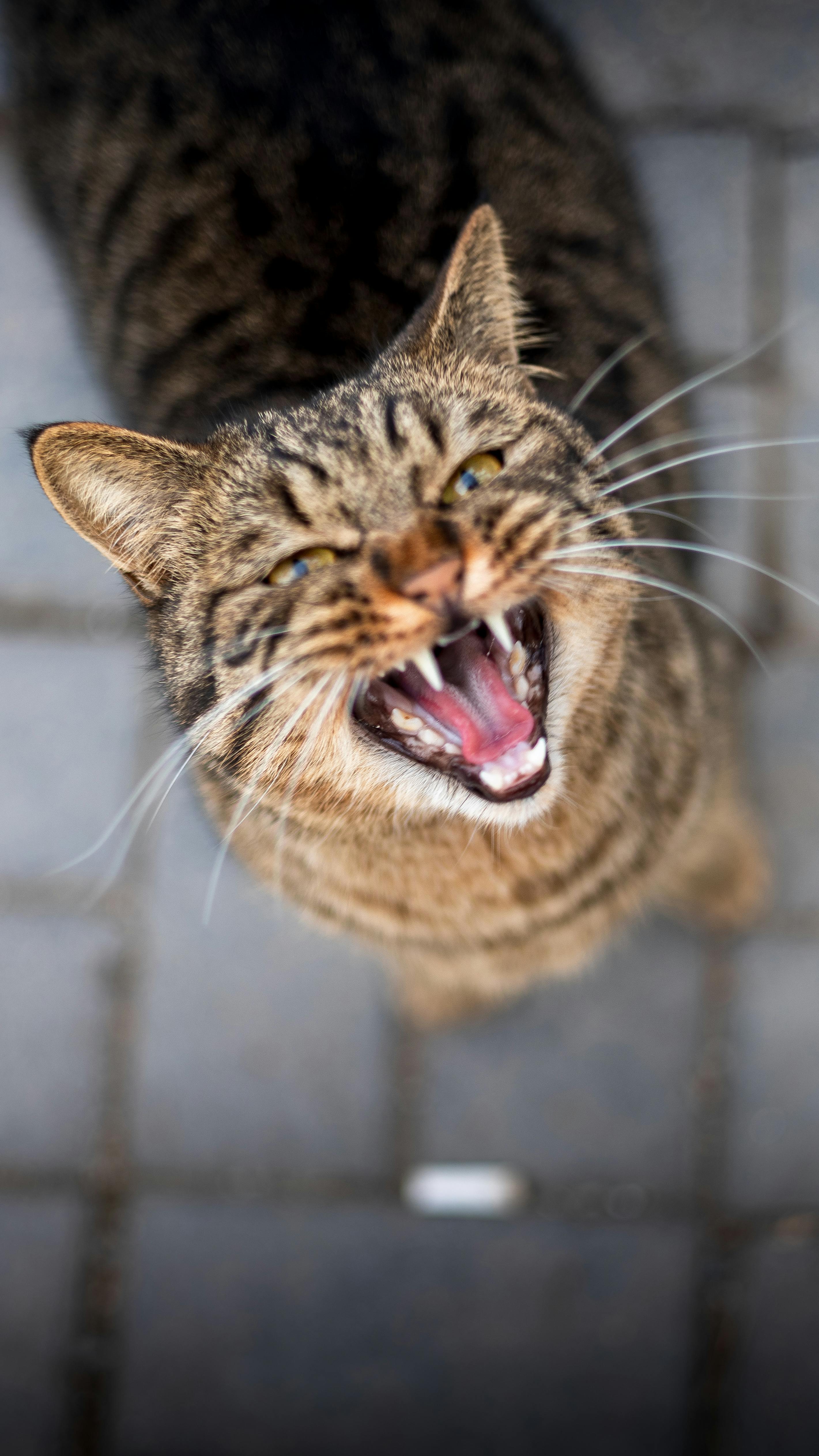 Playful Tabby Cat Meowing on Stone Path · Free Stock Photo
