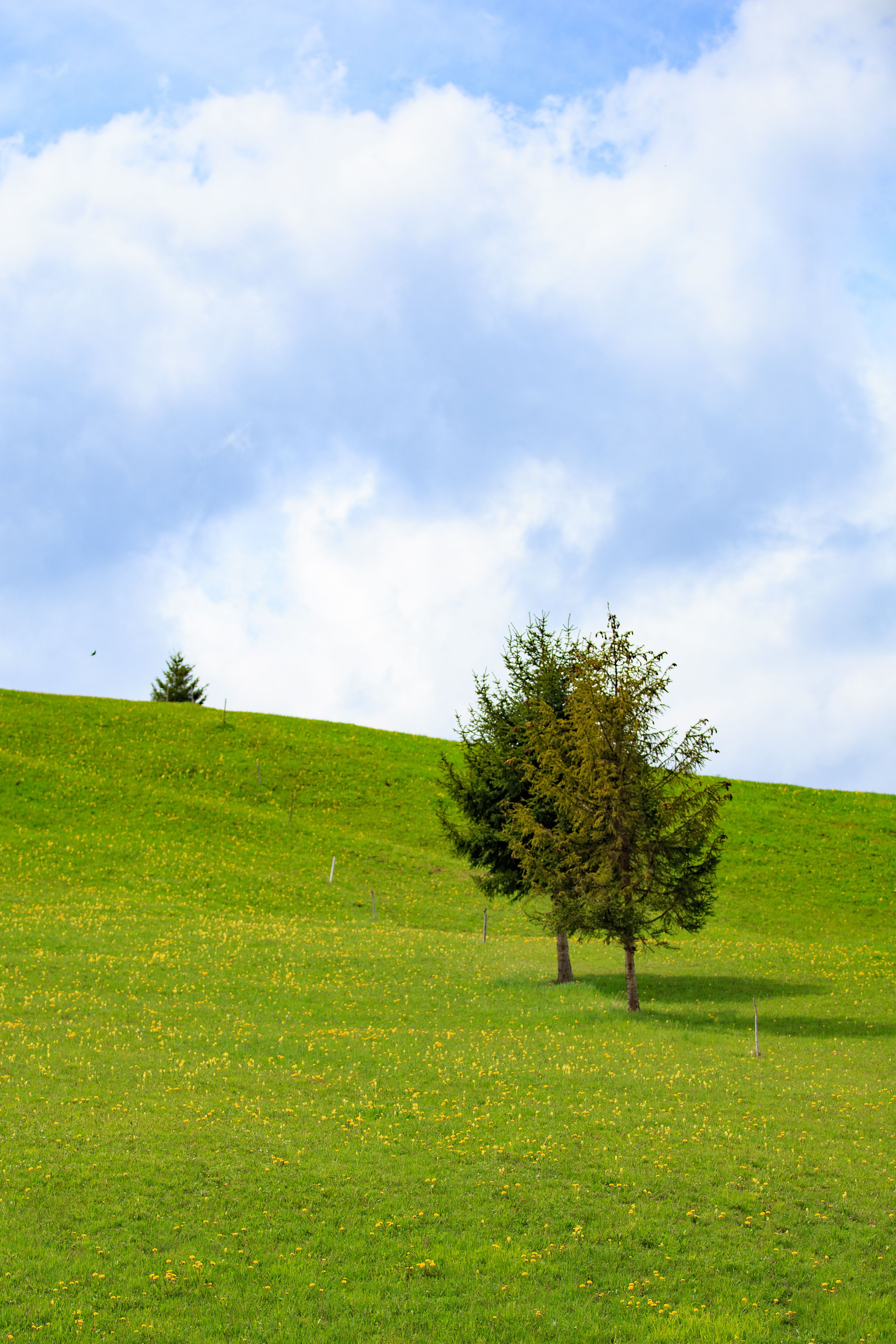 Serene Spring Landscape with Lone Tree · Free Stock Photo