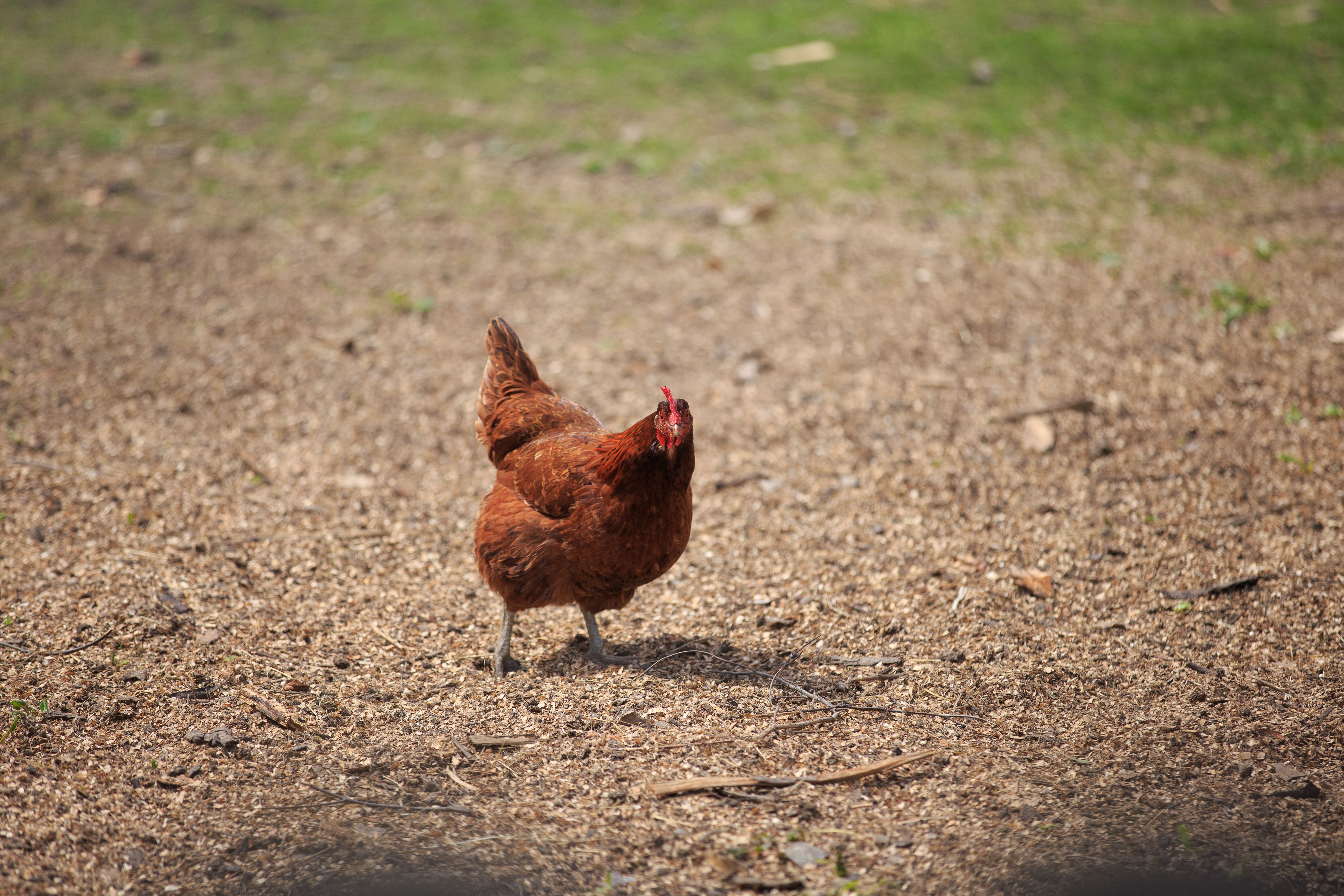 Close-Up of a Brown Hen on Farm Ground · Free Stock Photo