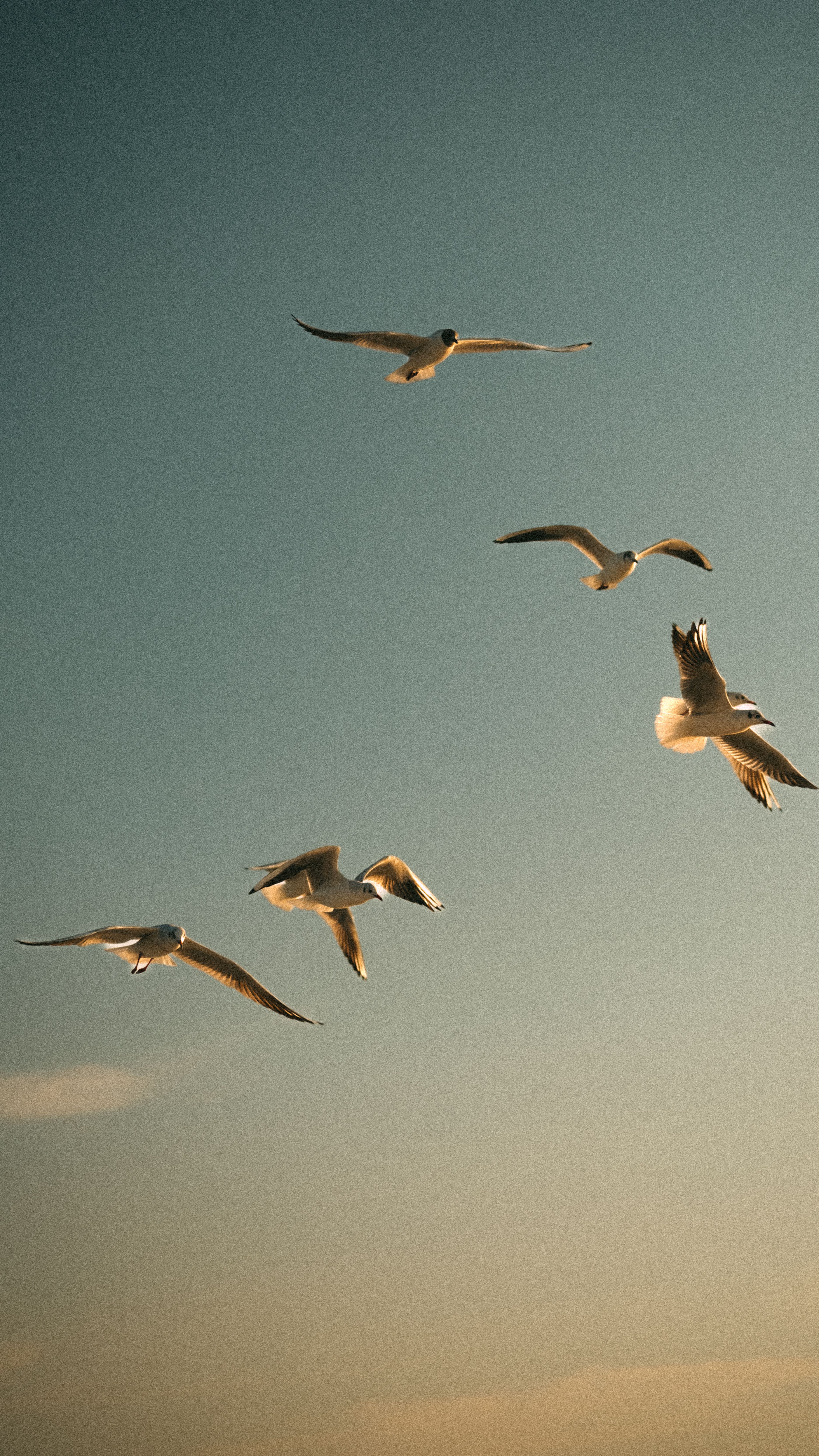 Birds Fly Above Photos, Download The BEST Free Birds Fly Above Stock ...