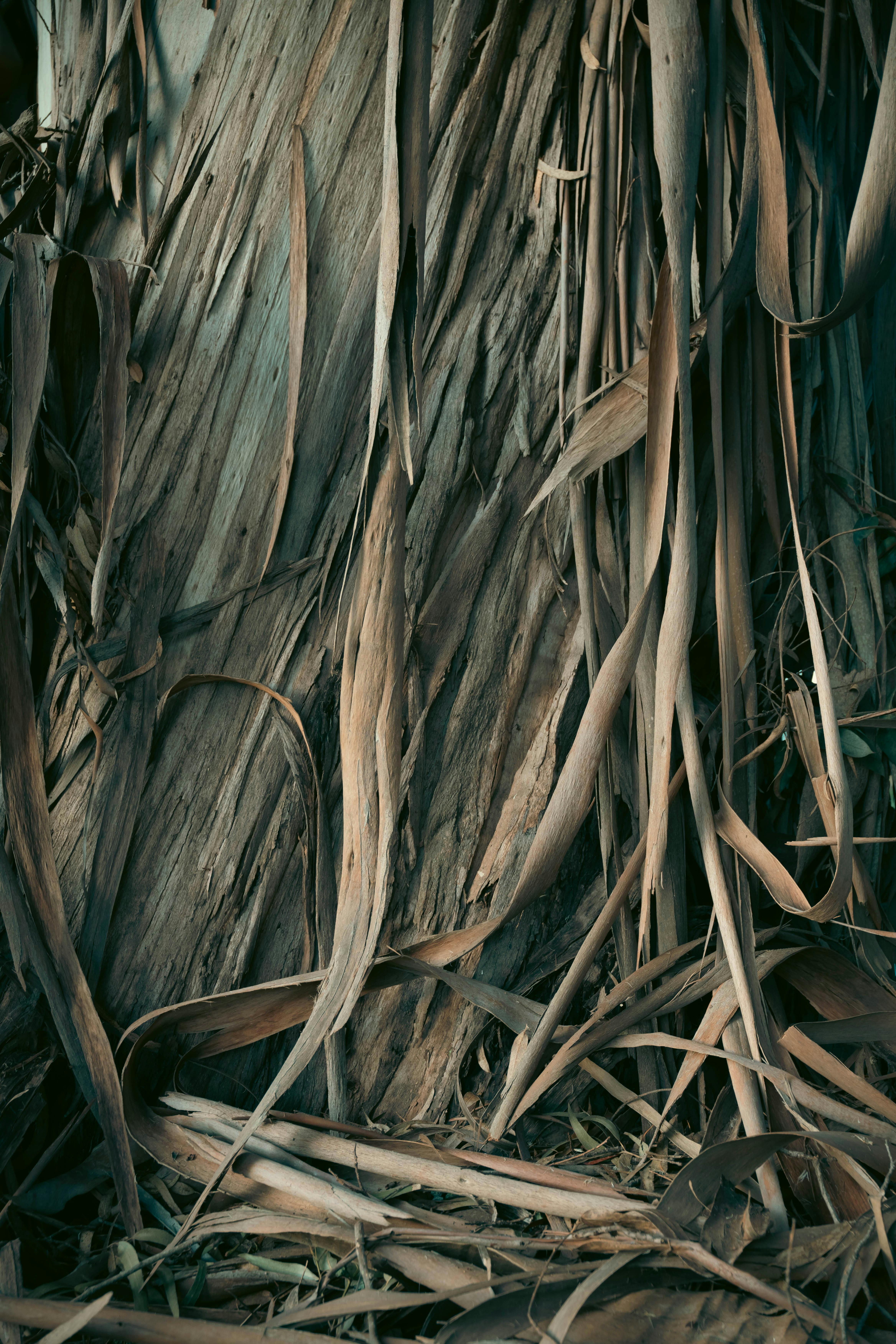 1024x576 Background Tree Photos, Download The BEST Free 1024x576 ...